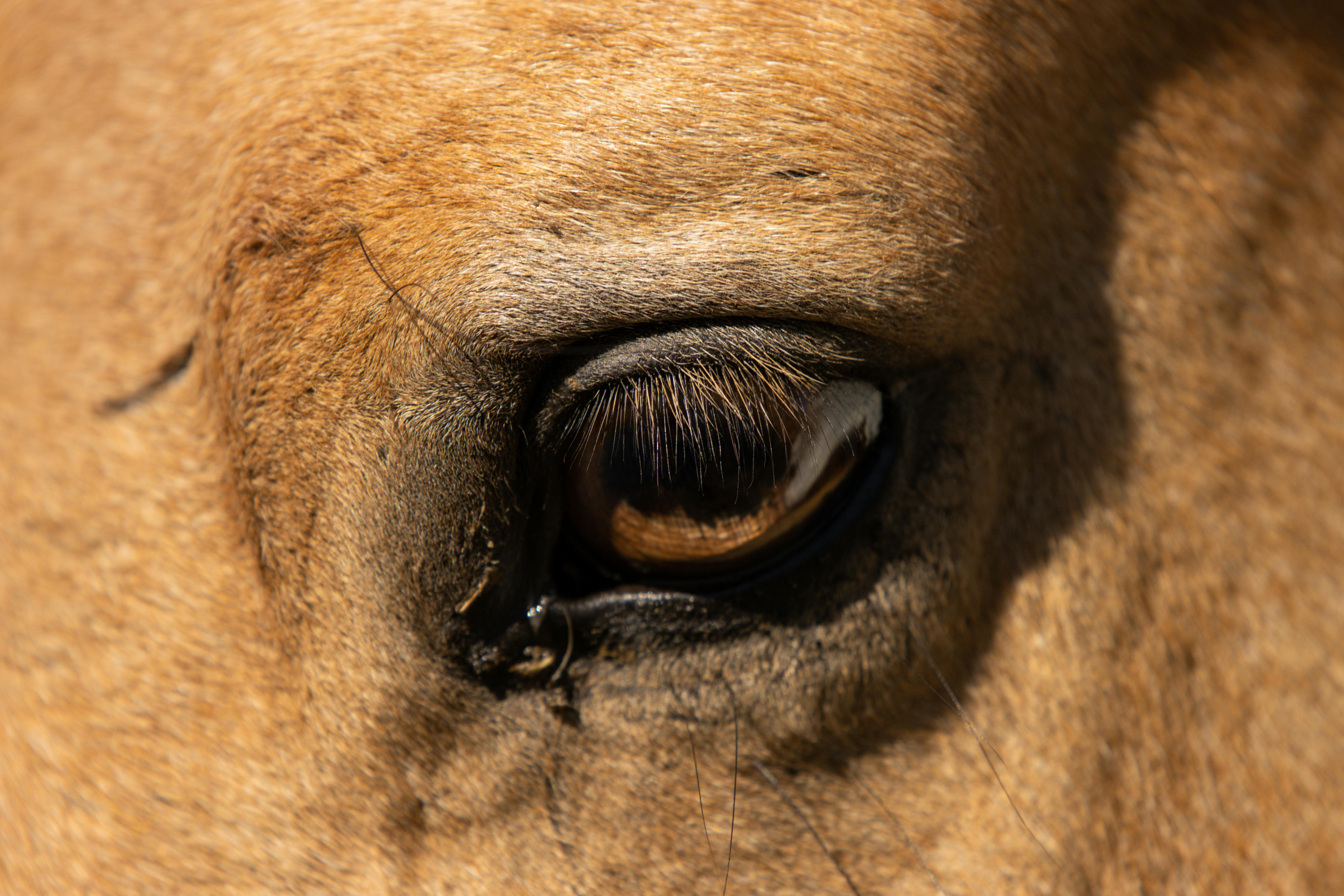 Sore Eye Photos, Download The BEST Free Sore Eye Stock Photos & HD Images