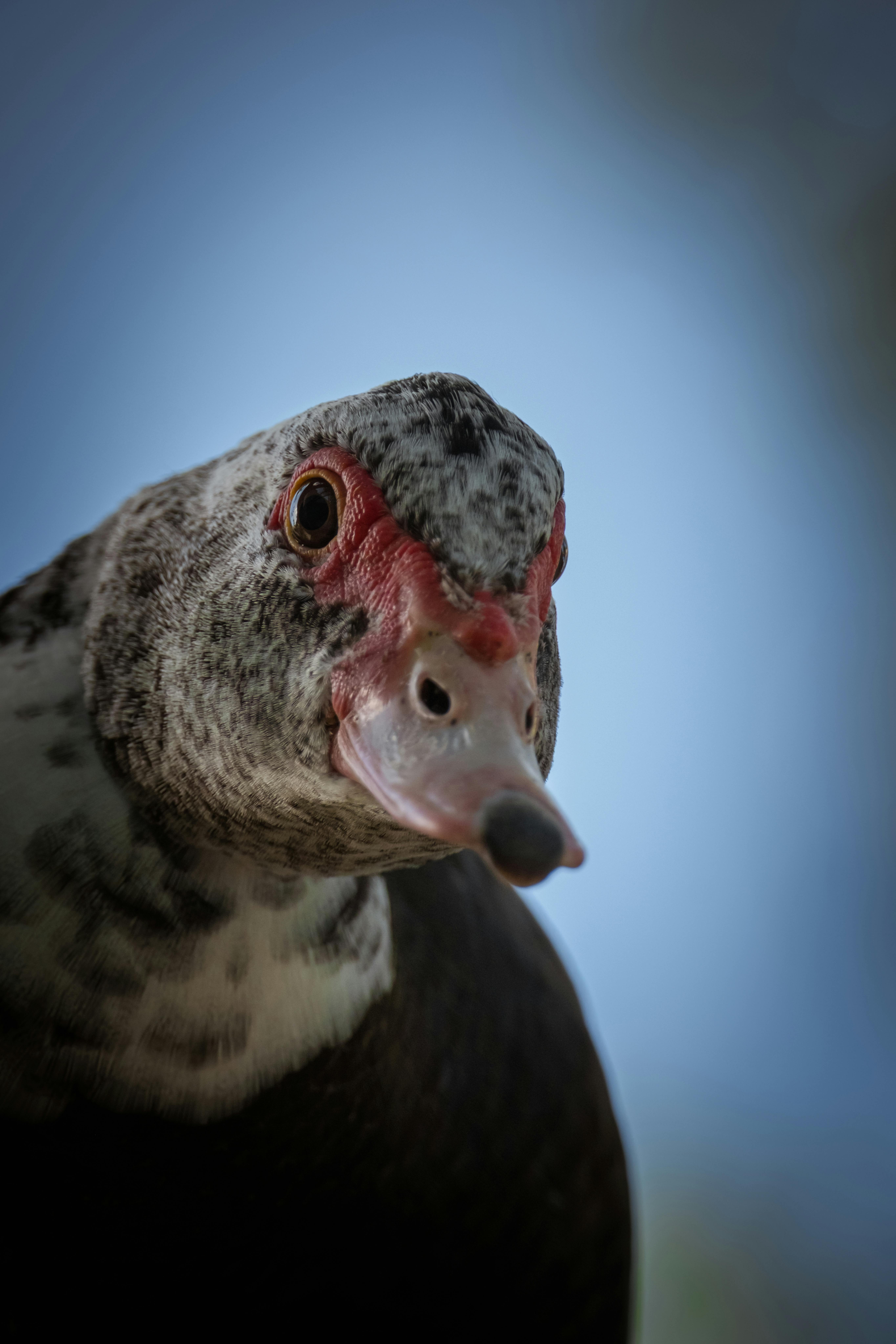 Close-up of Muscovy Duck with Blue Sky Background · Free Stock Photo
