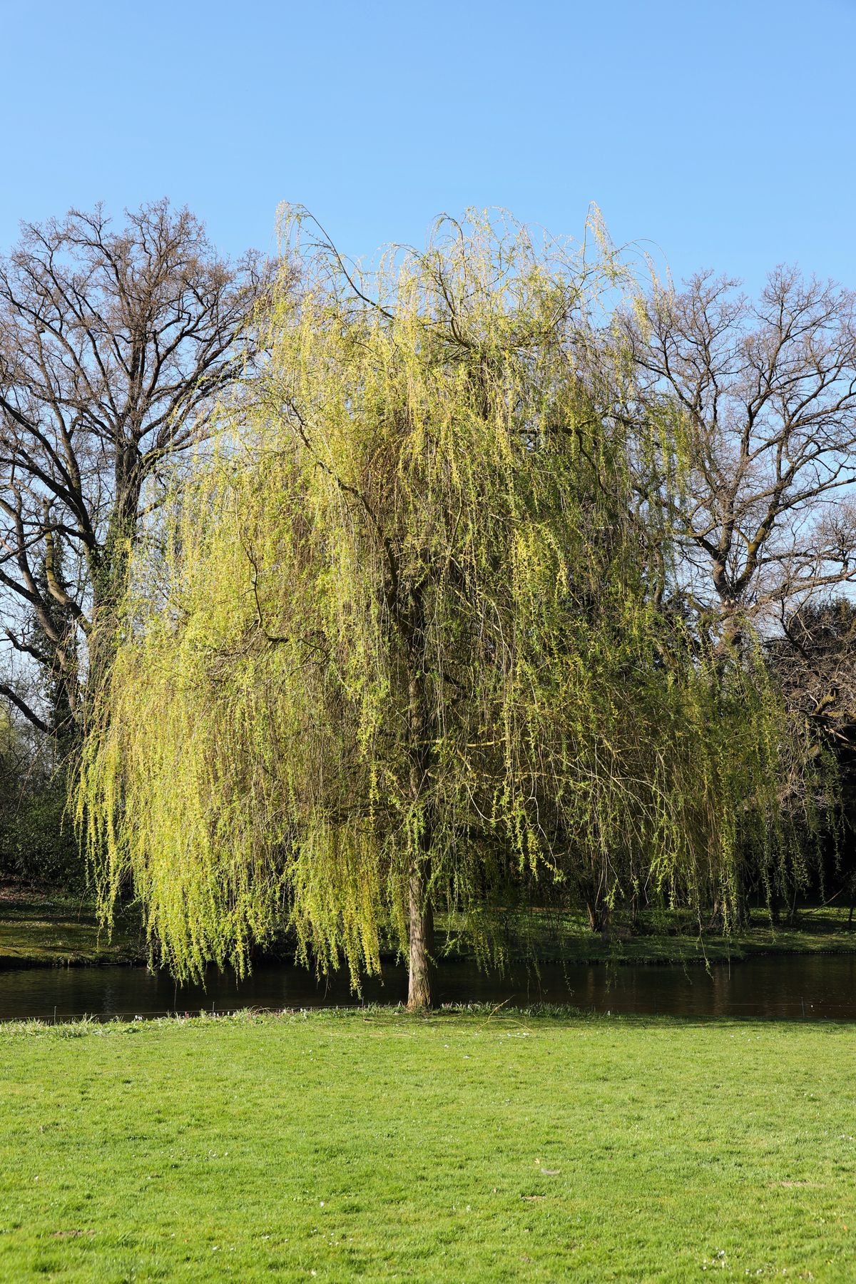 Willow Tree Photos, Download The BEST Free Willow Tree Stock Photos ...