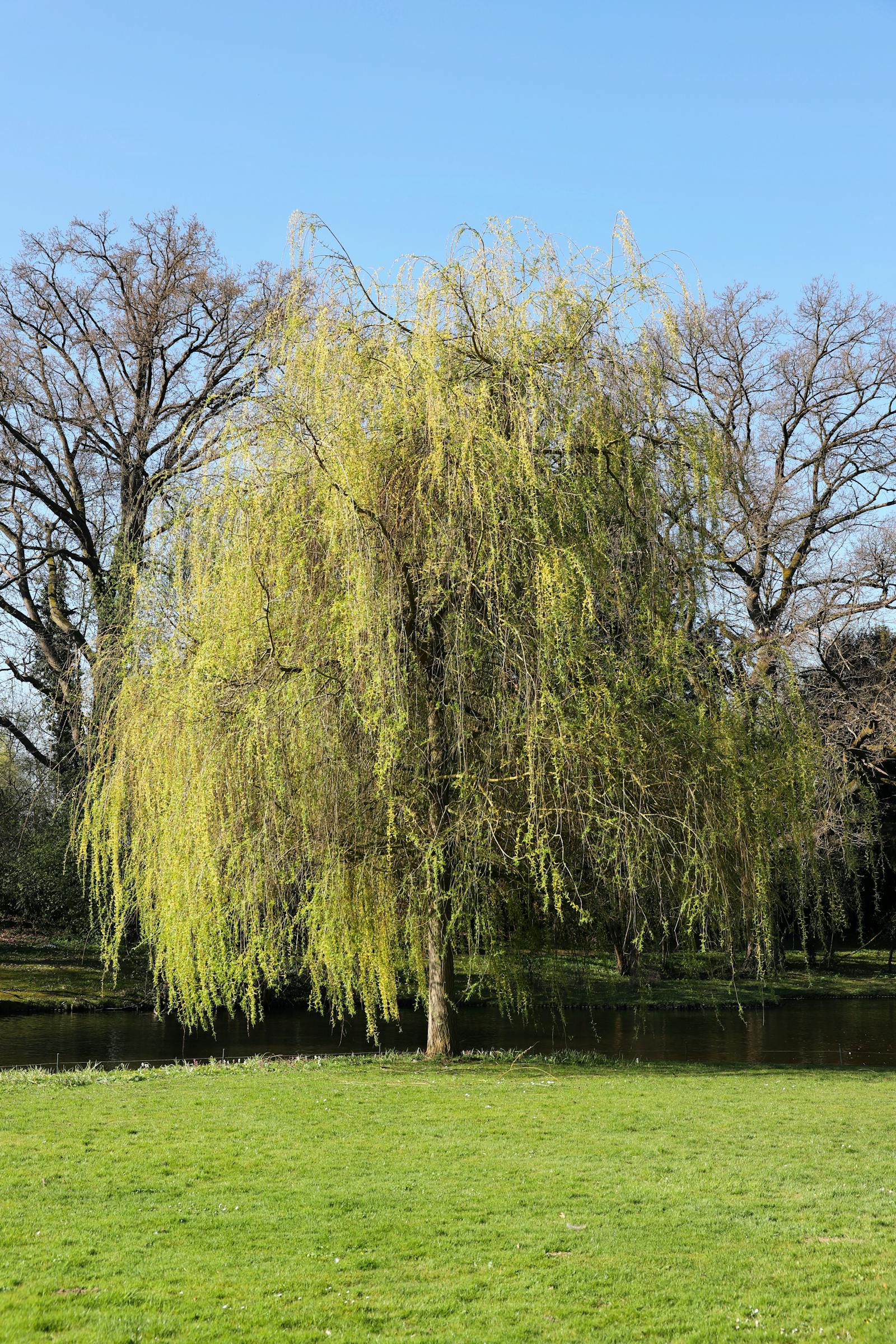 Willow Tree Photos, Download The BEST Free Willow Tree Stock Photos ...
