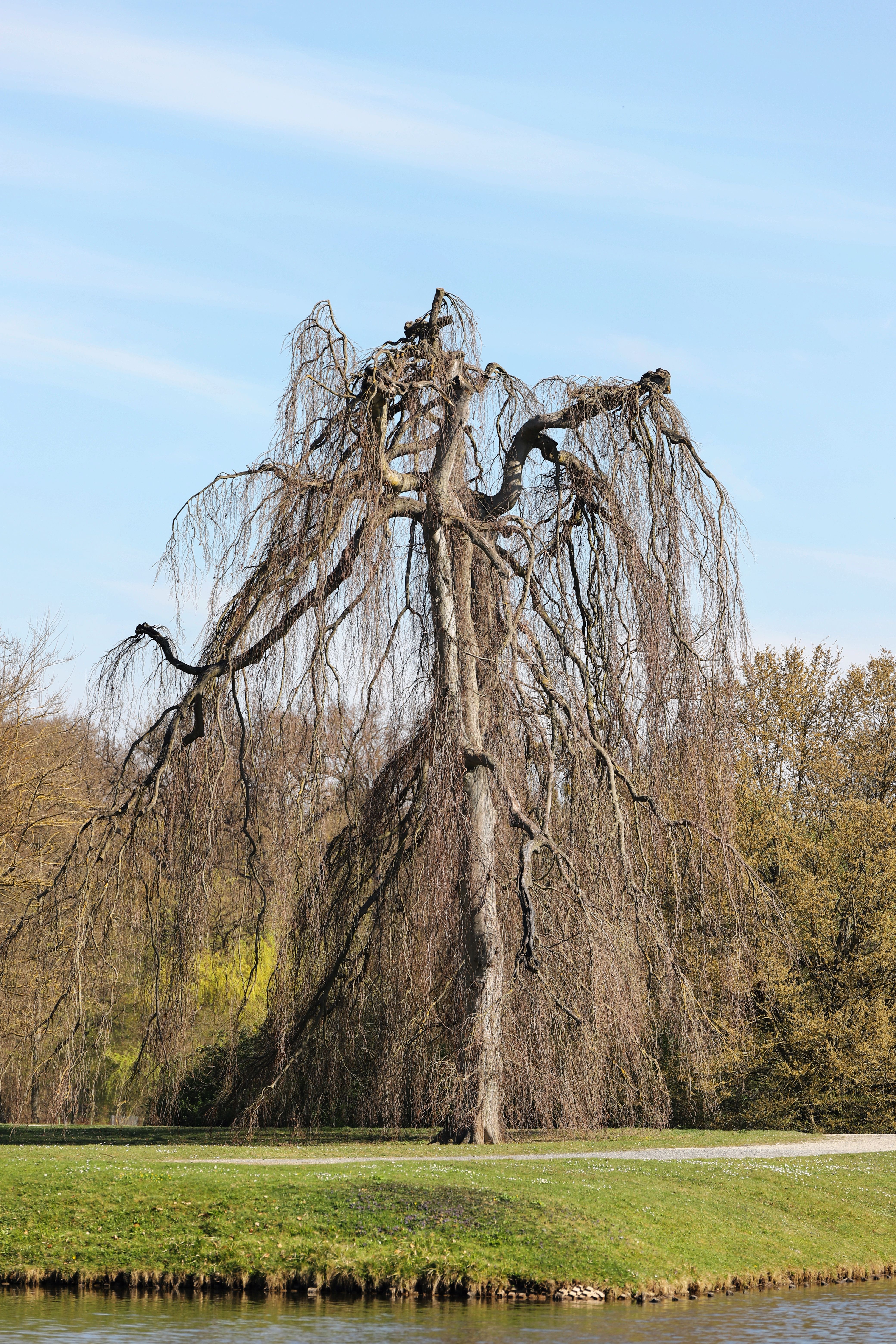 Majestic Weeping Tree in Spring Park Landscape · Free Stock Photo