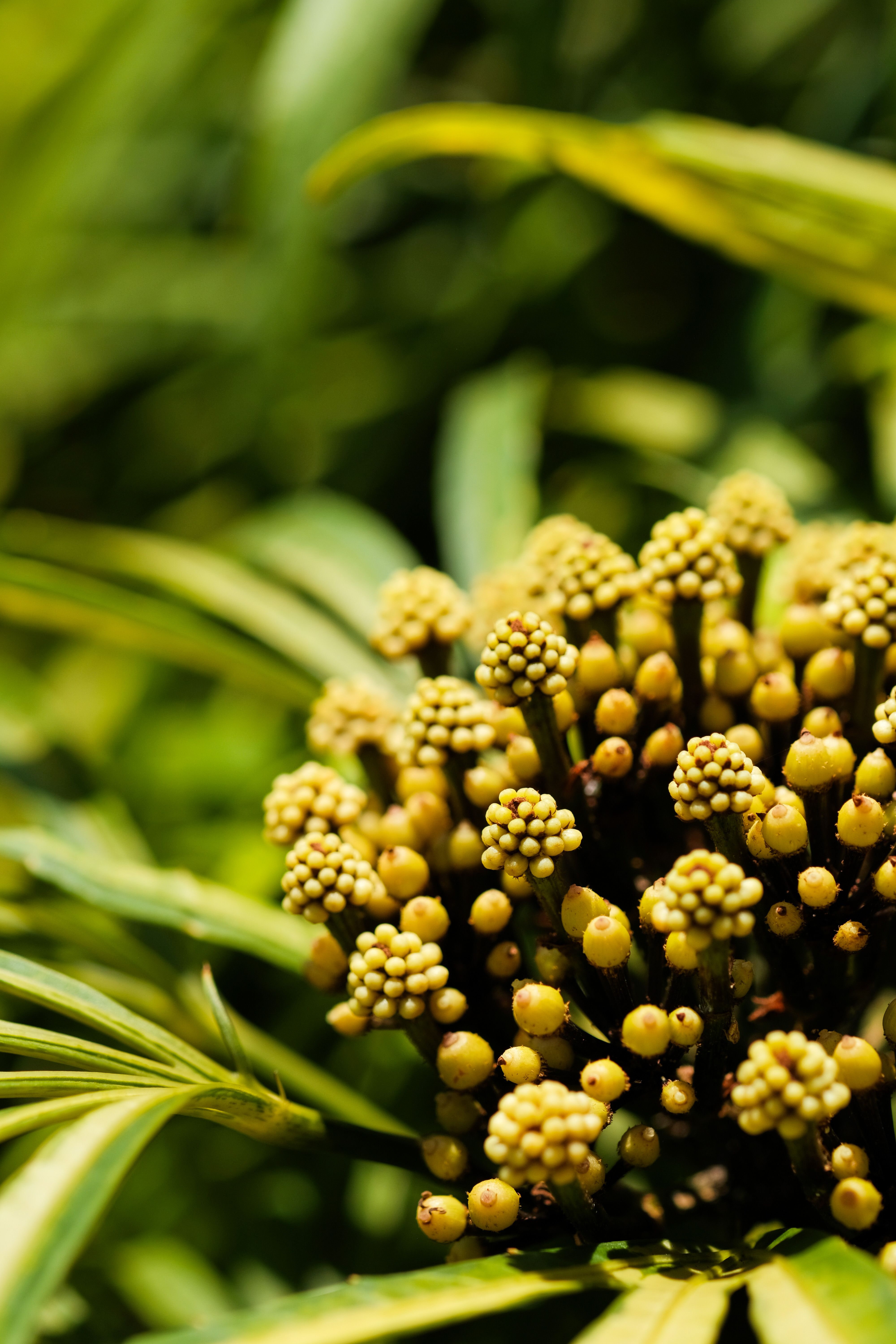 Close-Up of Yellow Sedge Plant in Sunlight · Free Stock Photo
