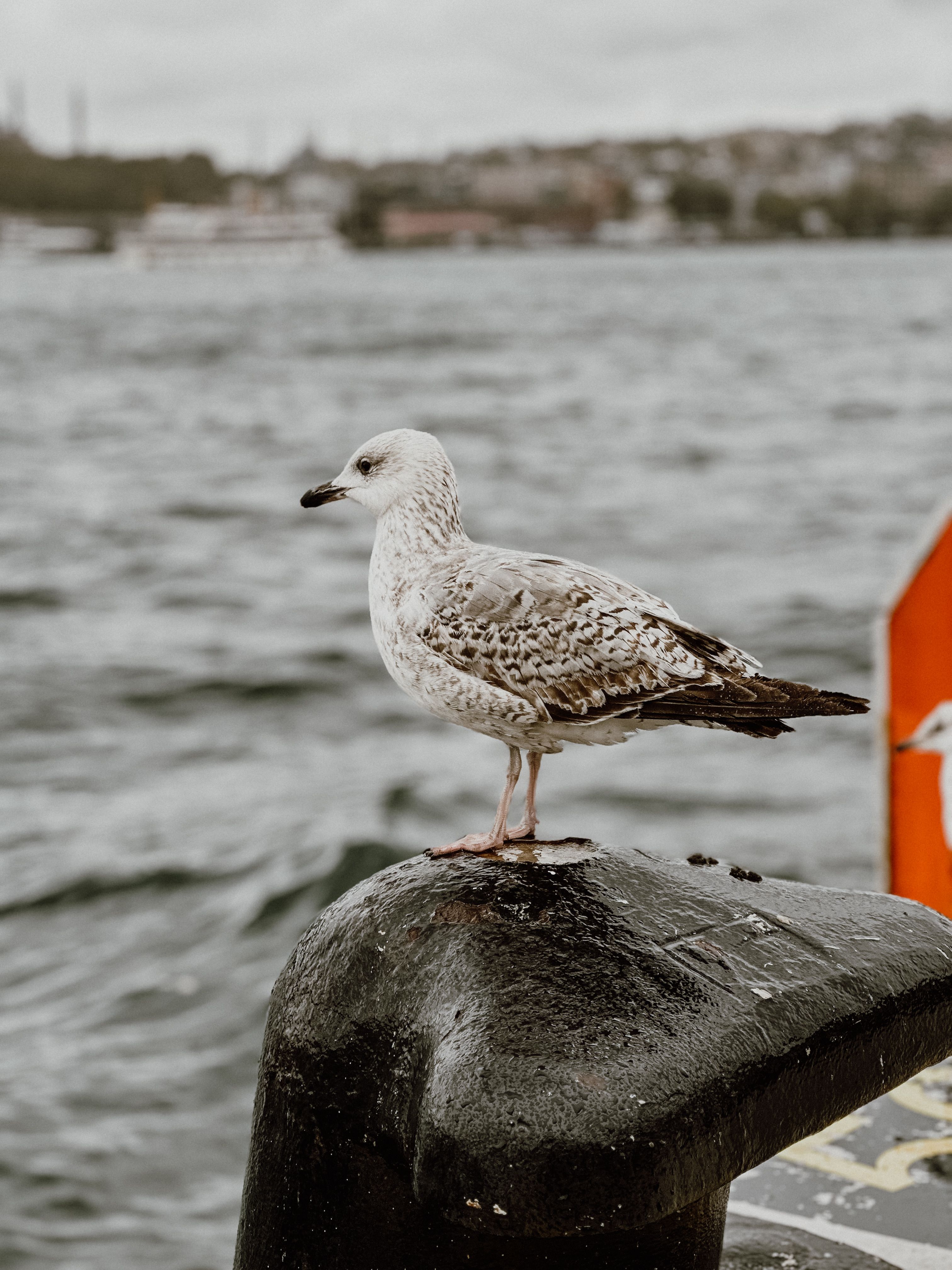 Seagull on Pier Overlooking Ocean Waters · Free Stock Photo