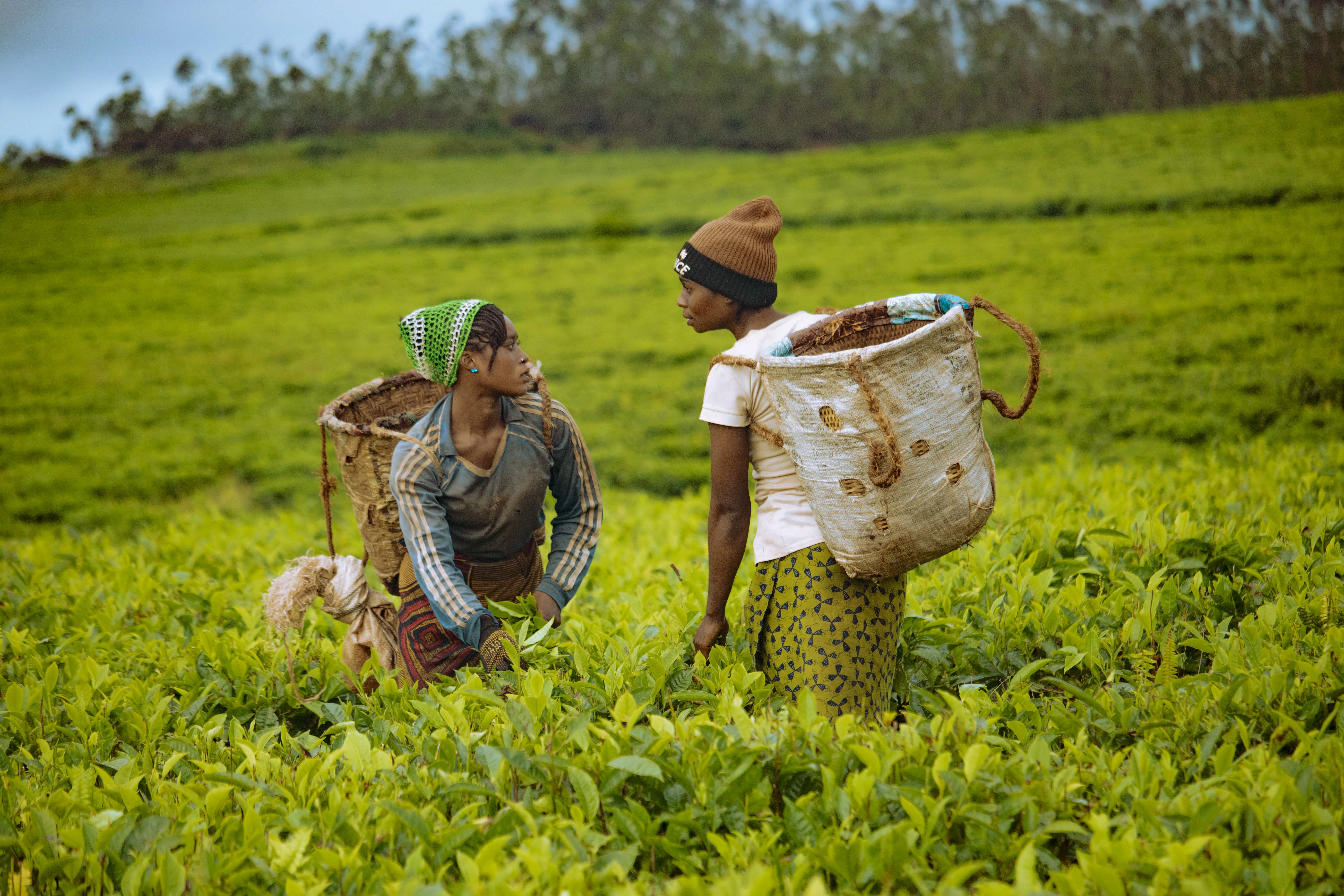 African Tea Farmers Harvesting in Lush Fields · Free Stock Photo