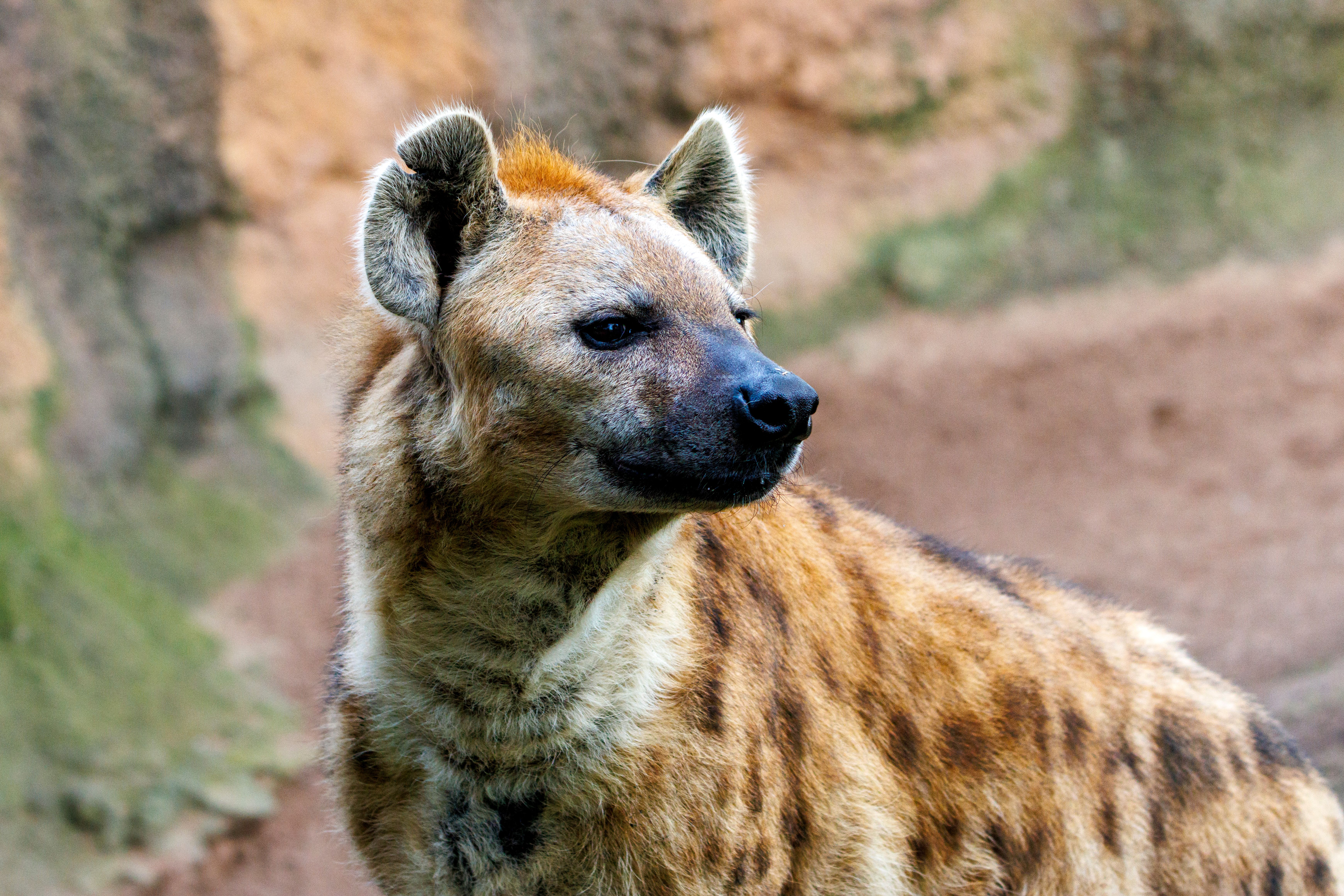 Close-up of a Spotted Hyena in Natural Habitat · Free Stock Photo