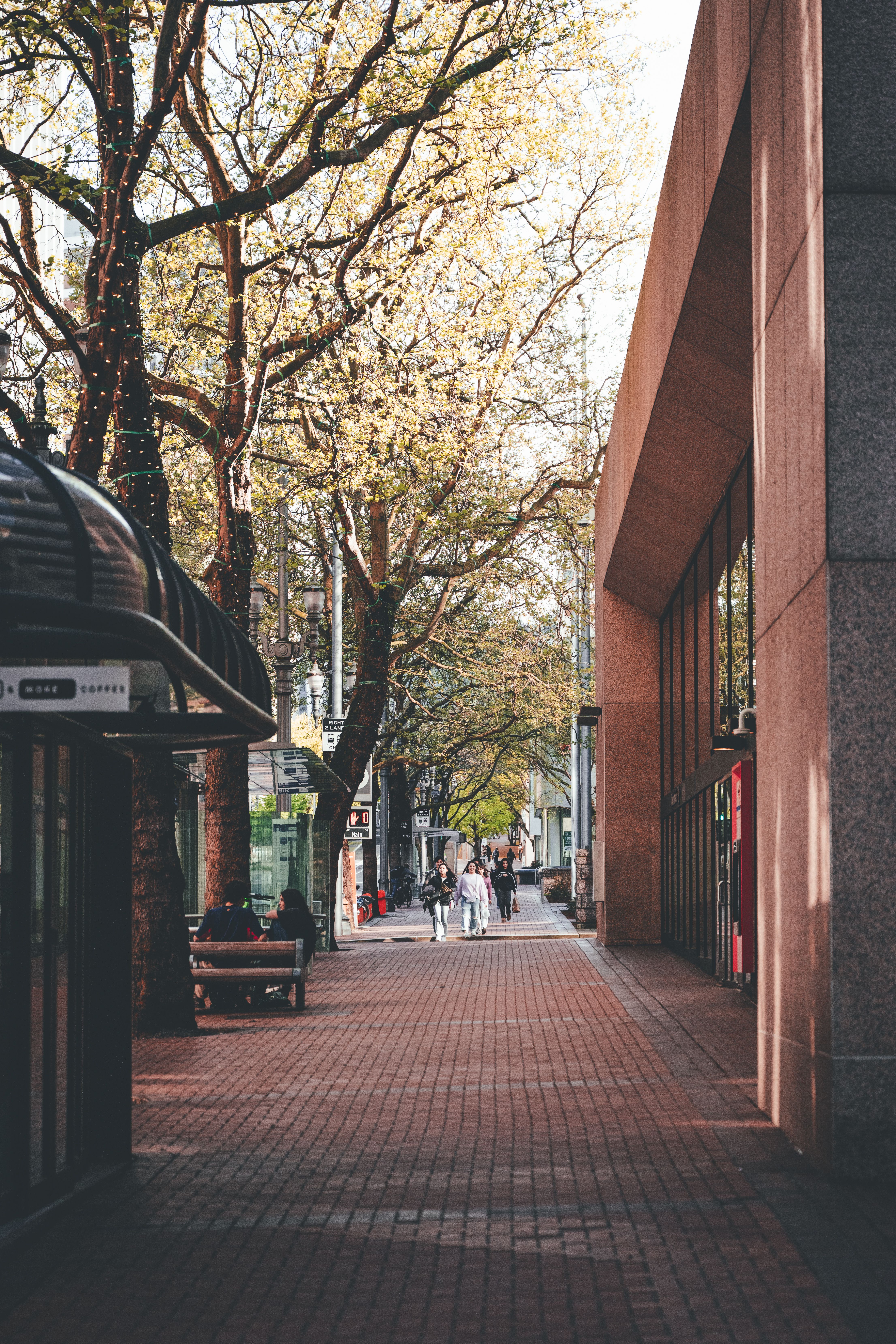 Charming Tree-Lined Street in Downtown Portland · Free Stock Photo