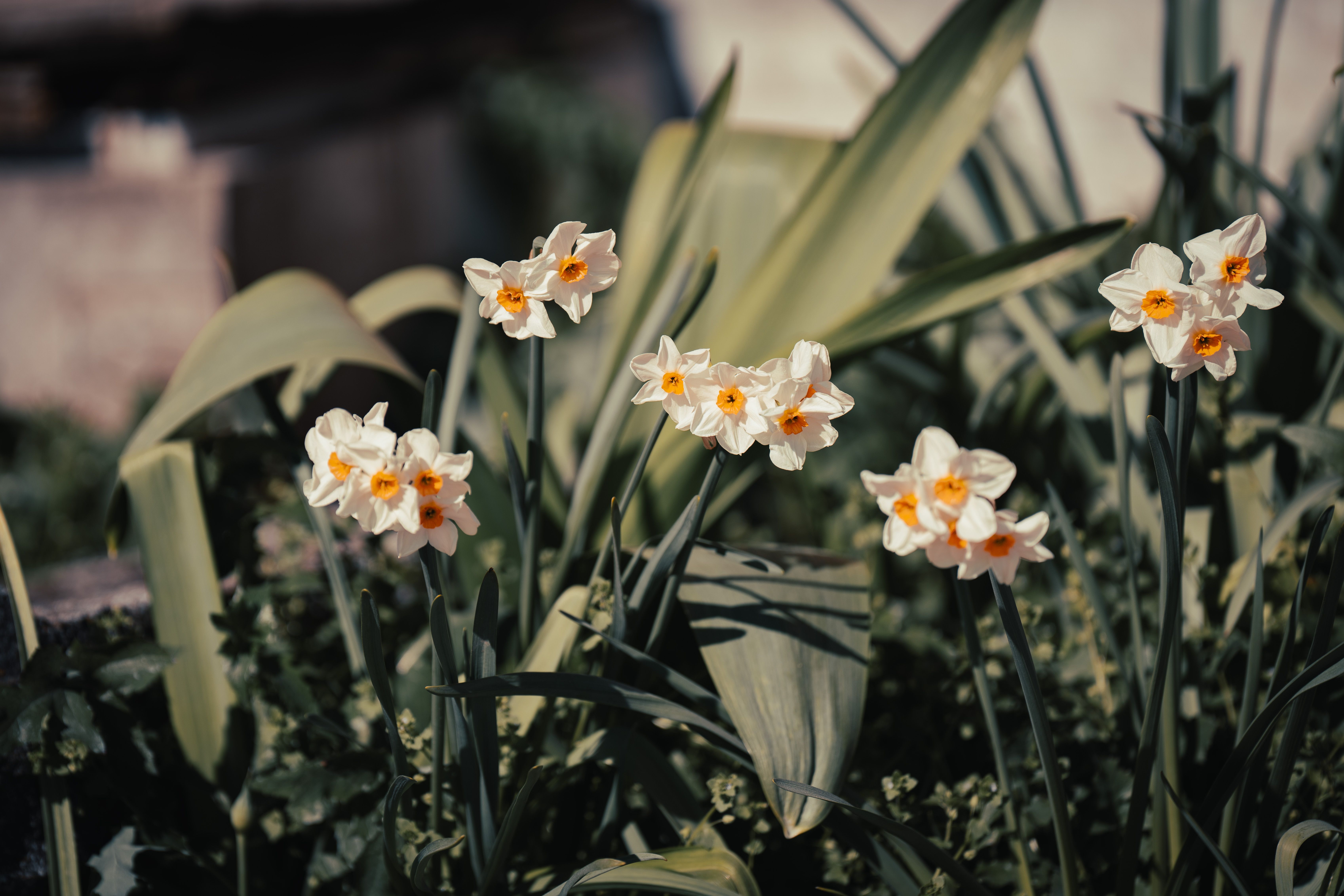 Daffodils Blooming in a Spring Garden · Free Stock Photo
