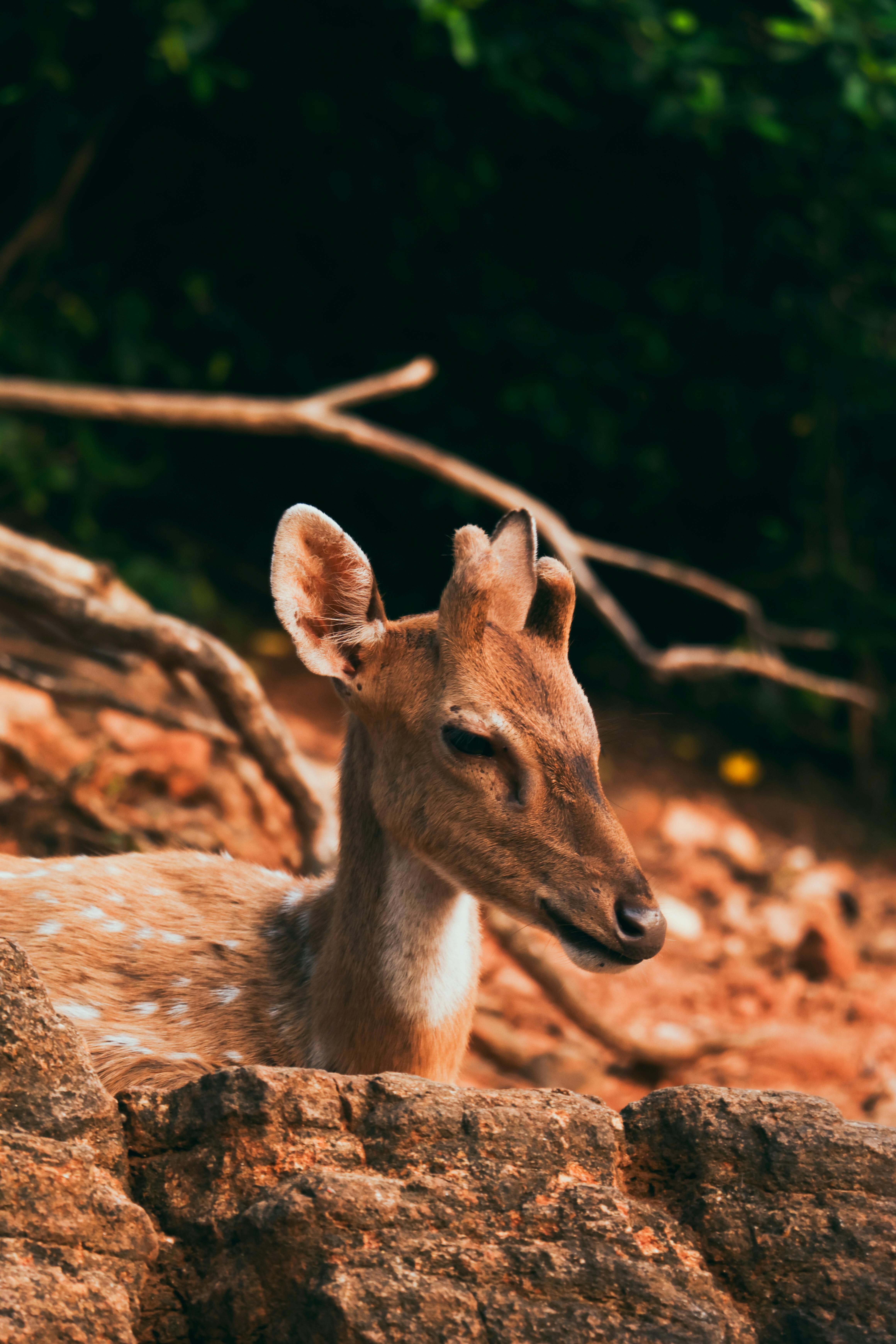 Deer Texture Photos, Download The BEST Free Deer Texture Stock Photos ...