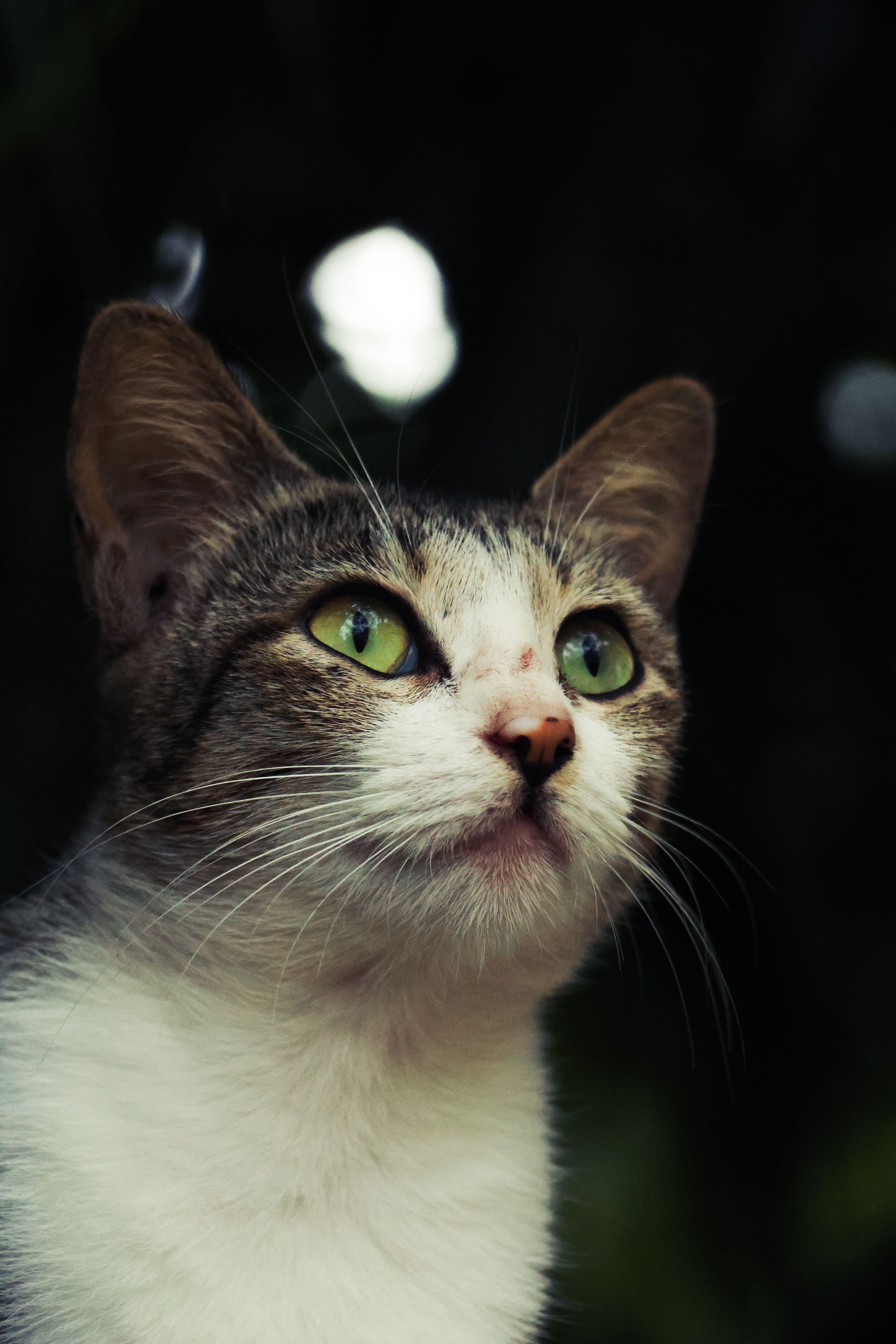 Brown Tabby Cat on Tree Branch · Free Stock Photo