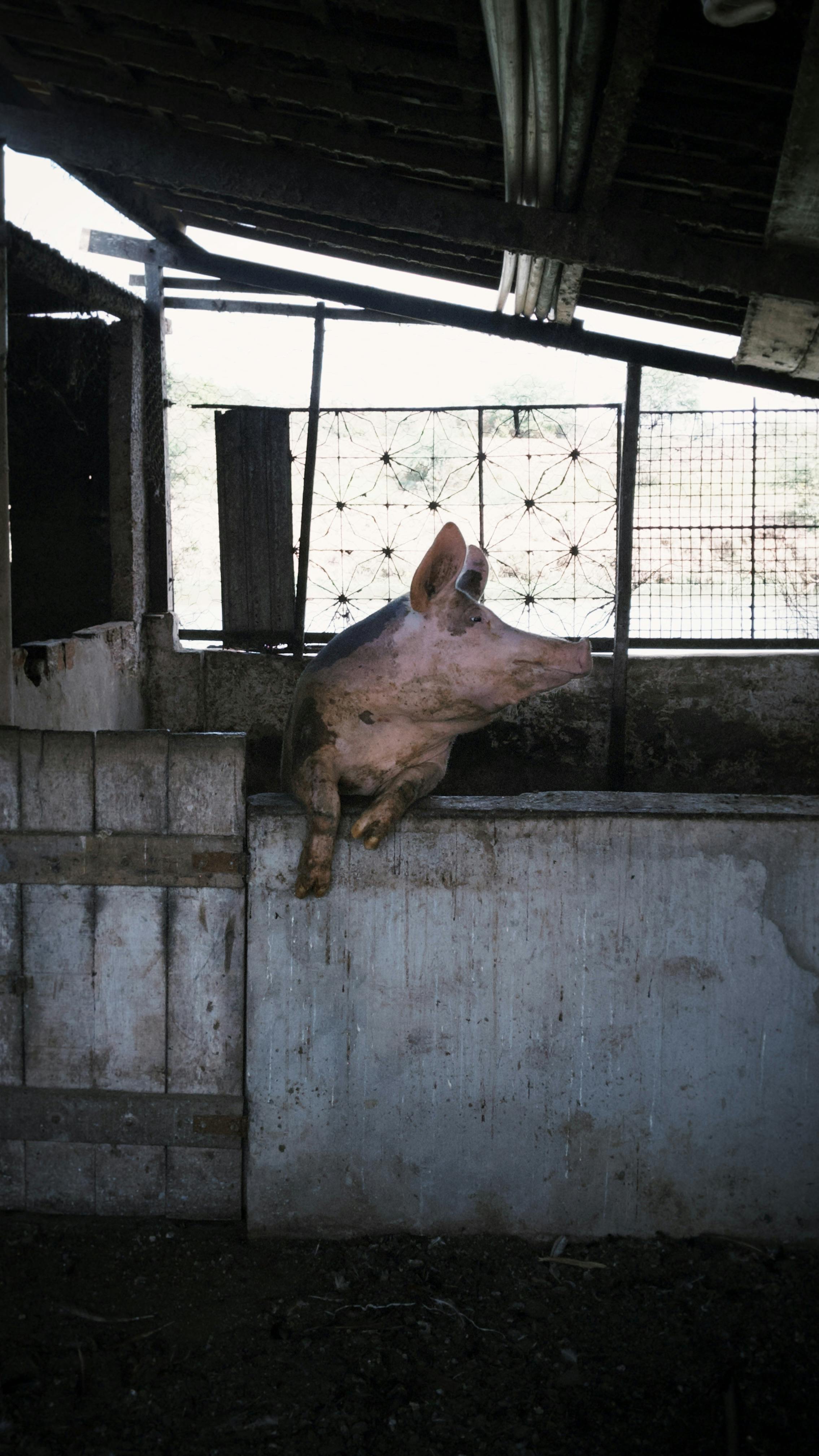 Cute pig sitting in barn · Free Stock Photo