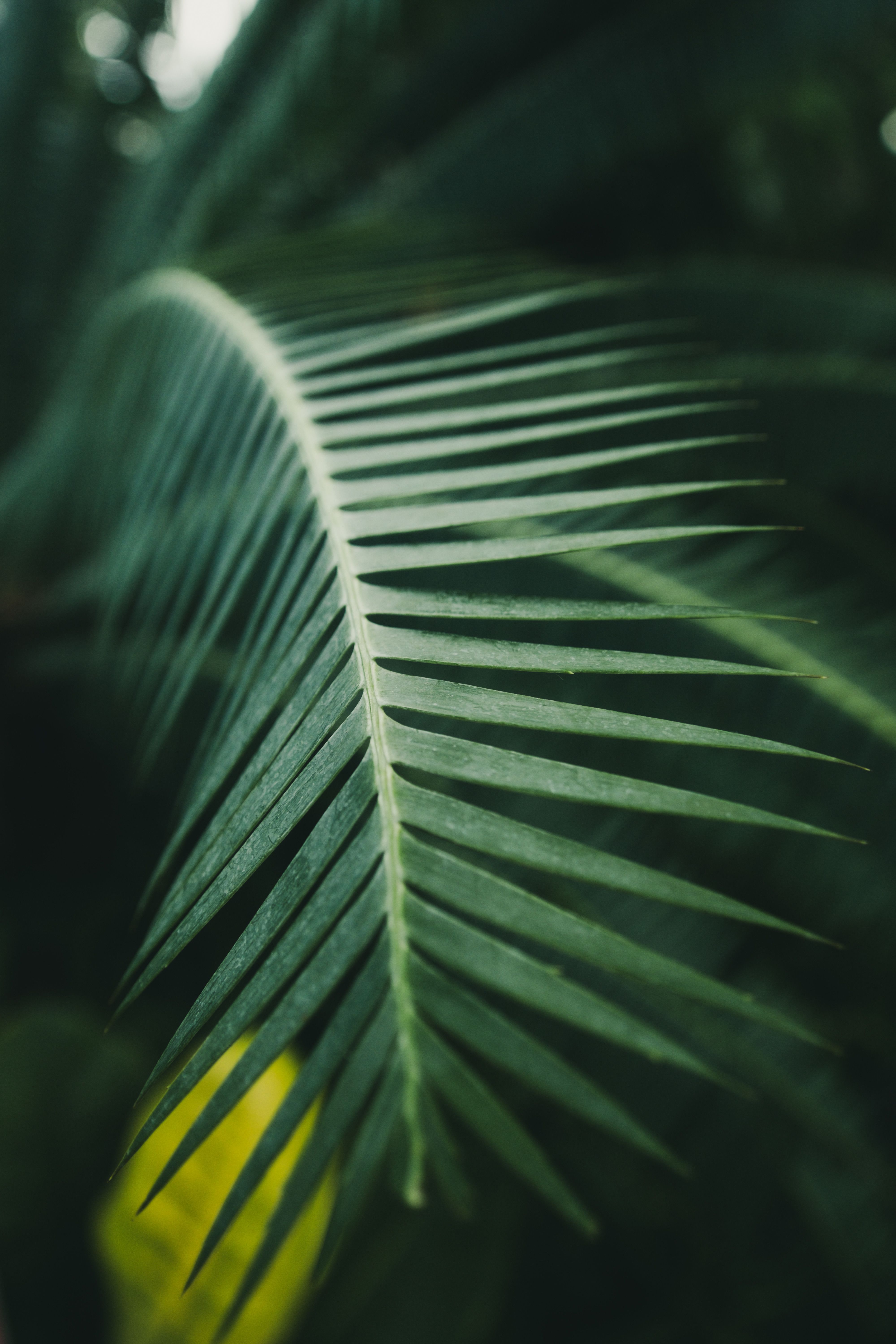Close-Up Shot of Palm Leaves · Free Stock Photo