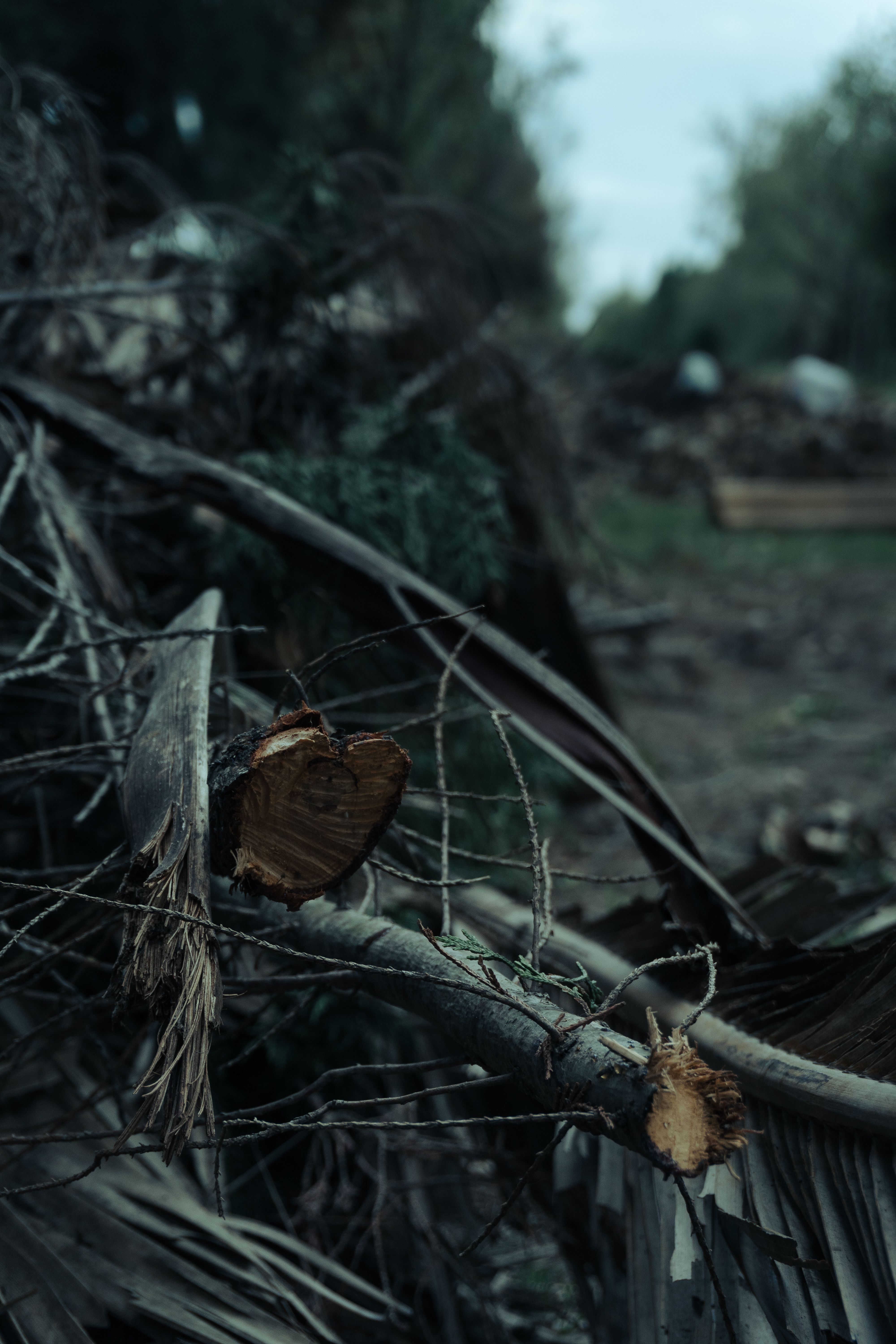 Animals Deforestation Photos, Download The BEST Free Animals ...