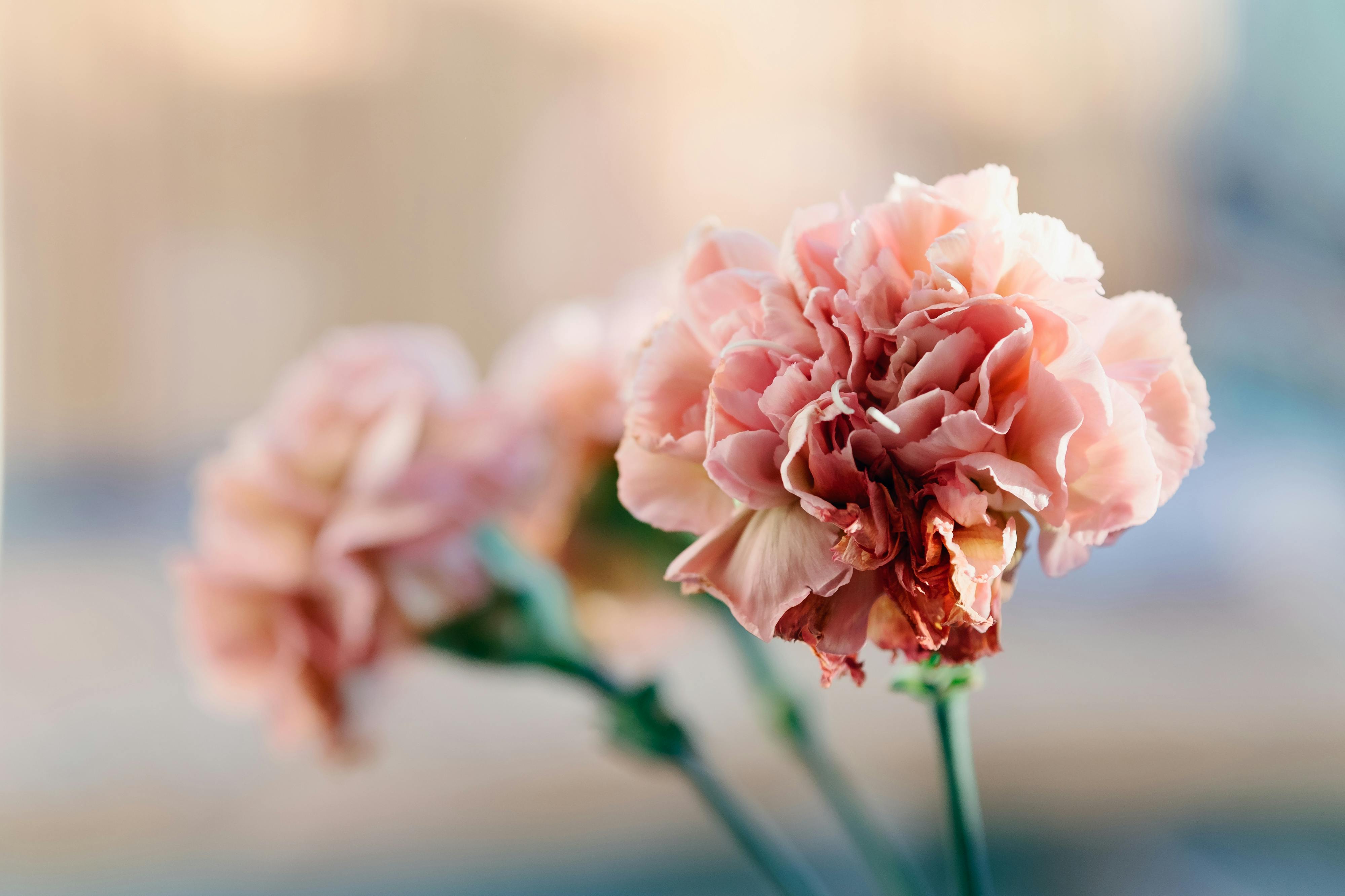 Soft Pink Carnation Flower Close-Up · Free Stock Photo
