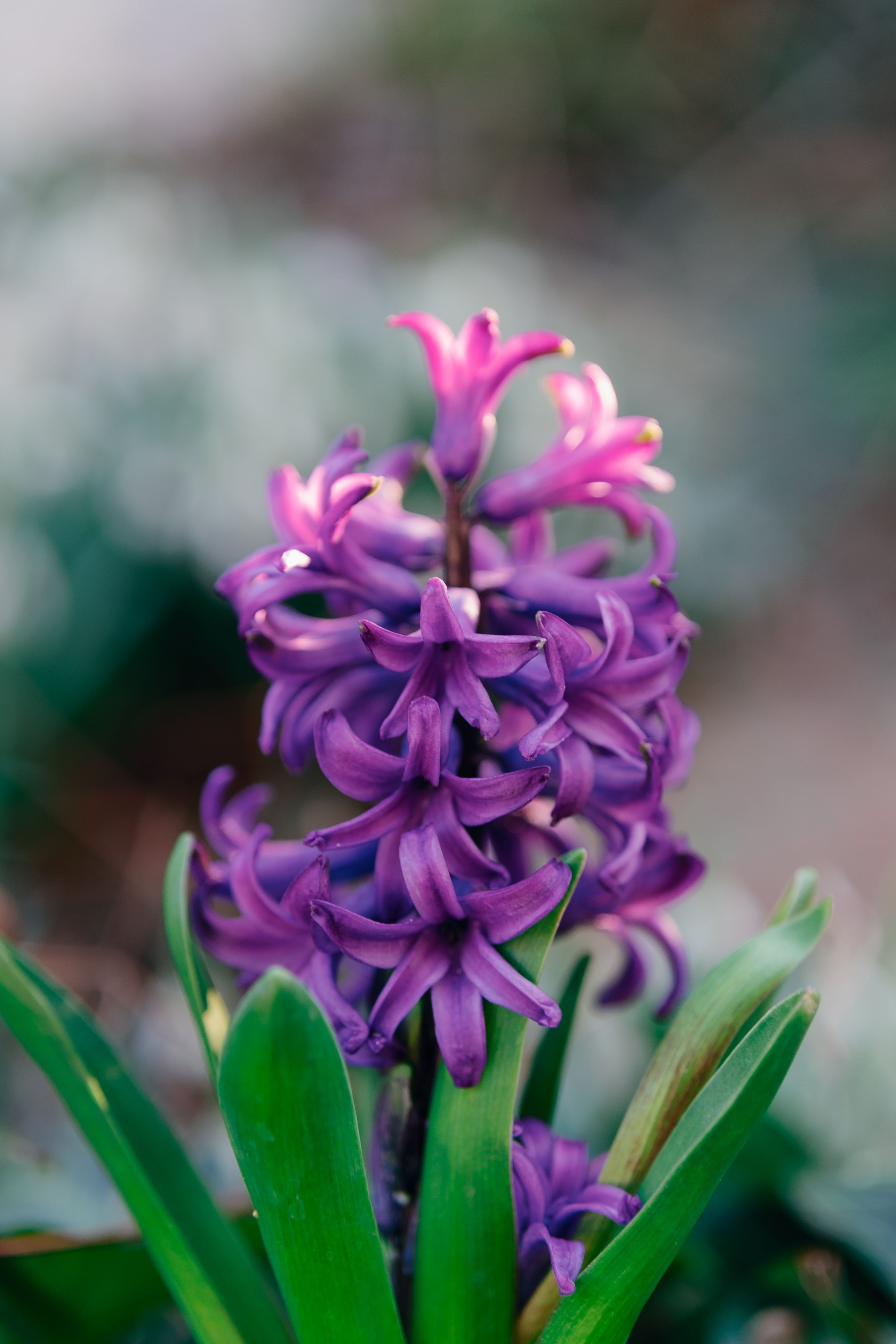 Hyacinth Photos, Download The BEST Free Hyacinth Stock Photos & HD Images