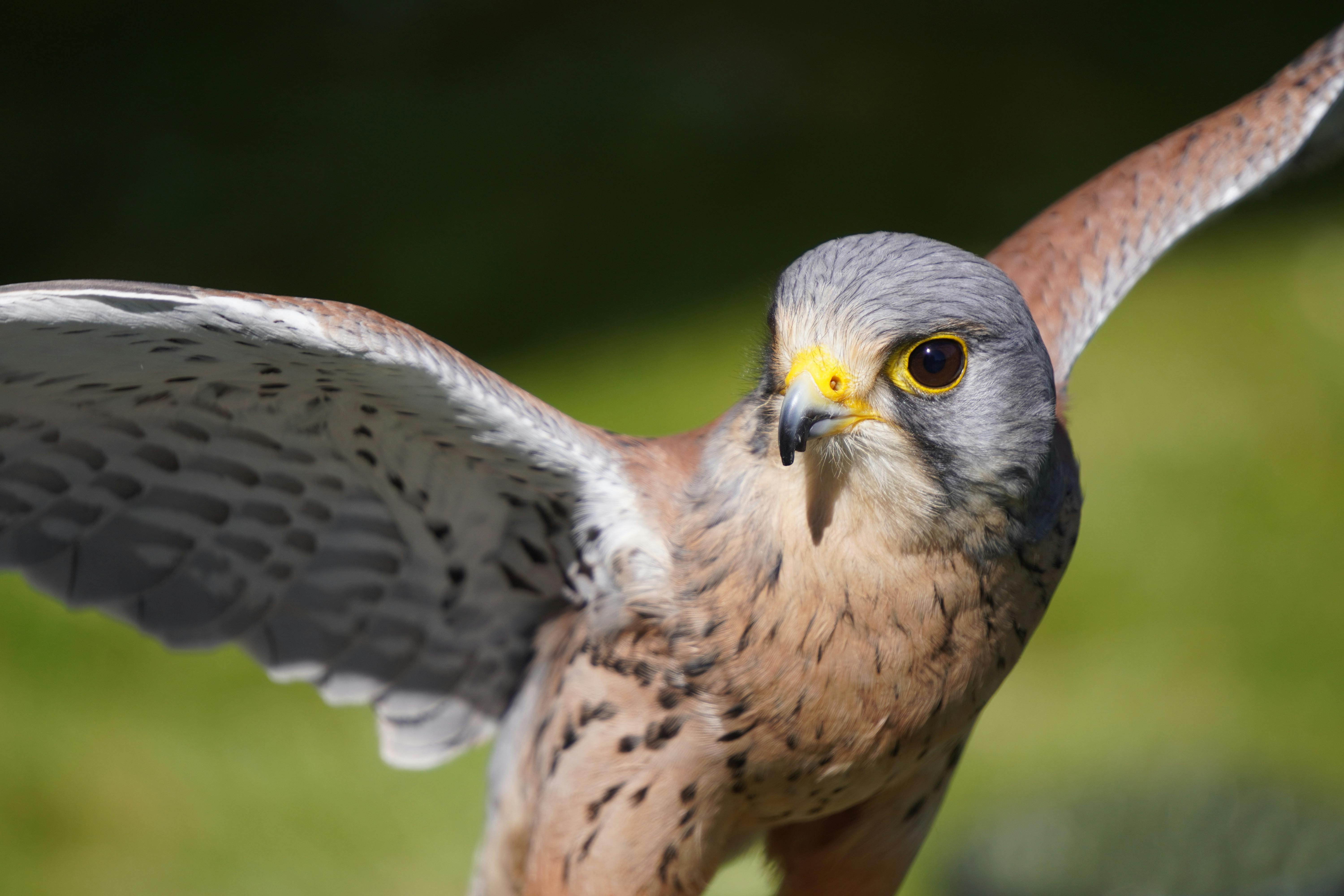 Close-Up of Kestrel in Flight, Dorney England · Free Stock Photo