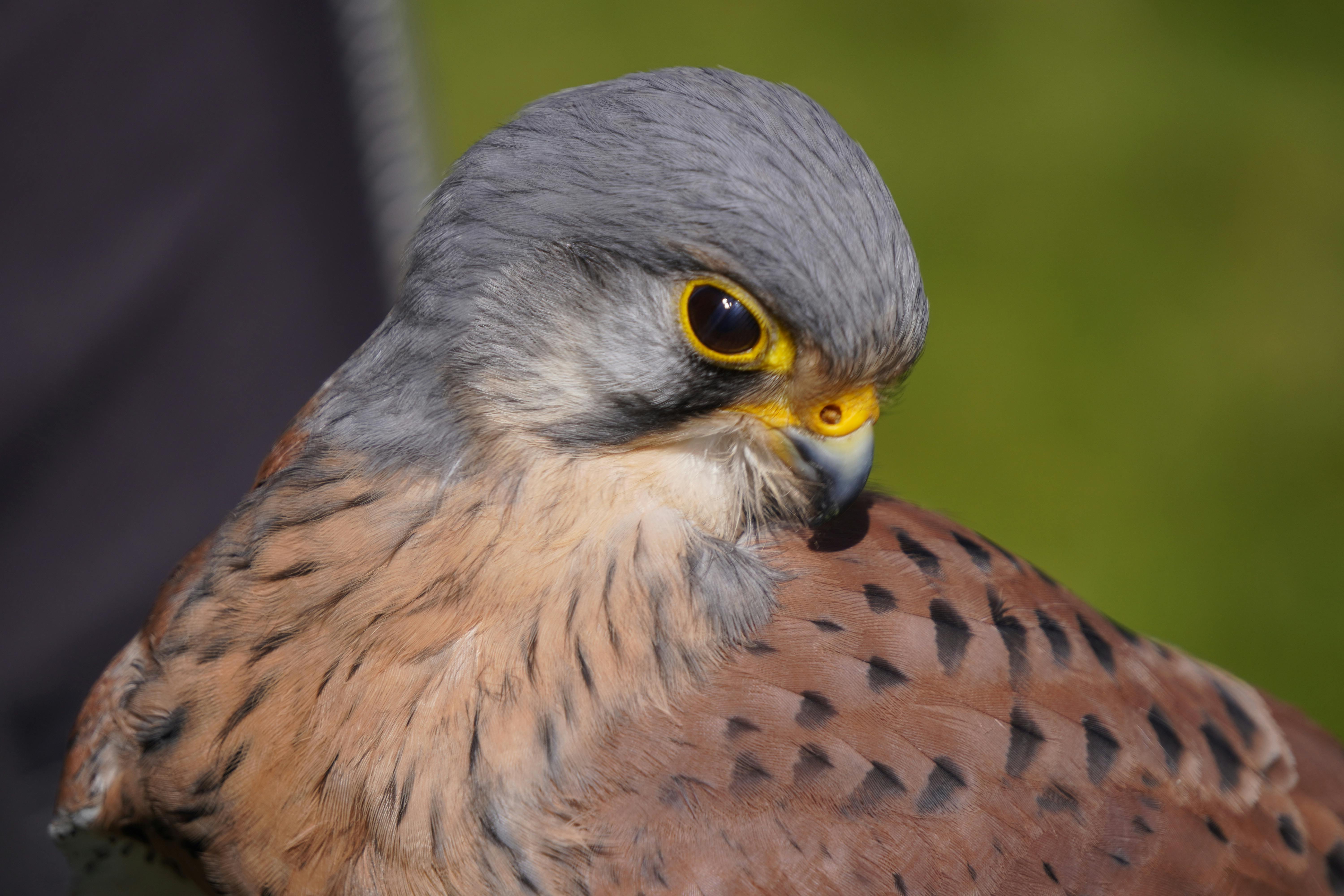 Close-up of a Kestrel in Dorney, England · Free Stock Photo