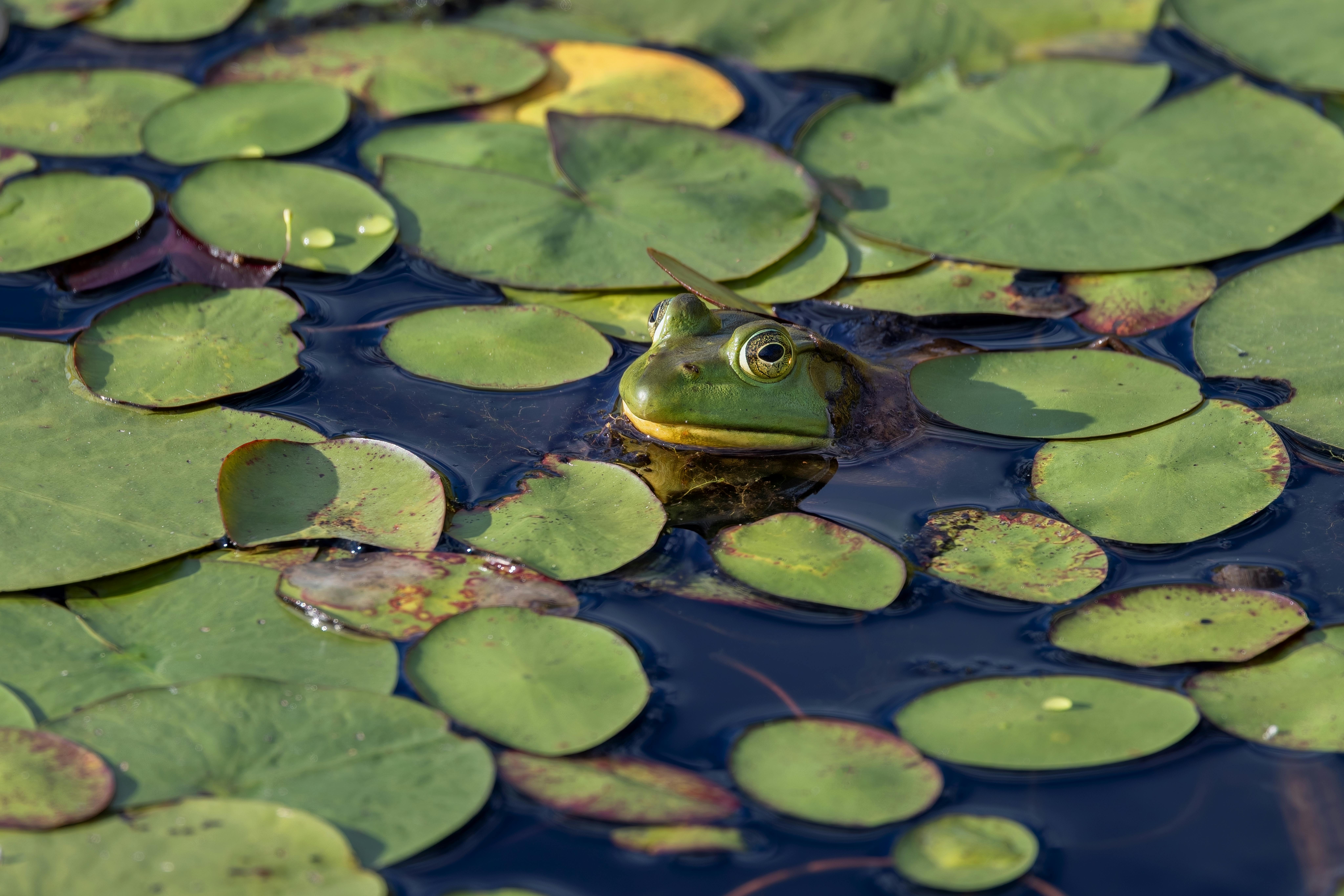 Green Frog on Lily Pad · Free Stock Photo