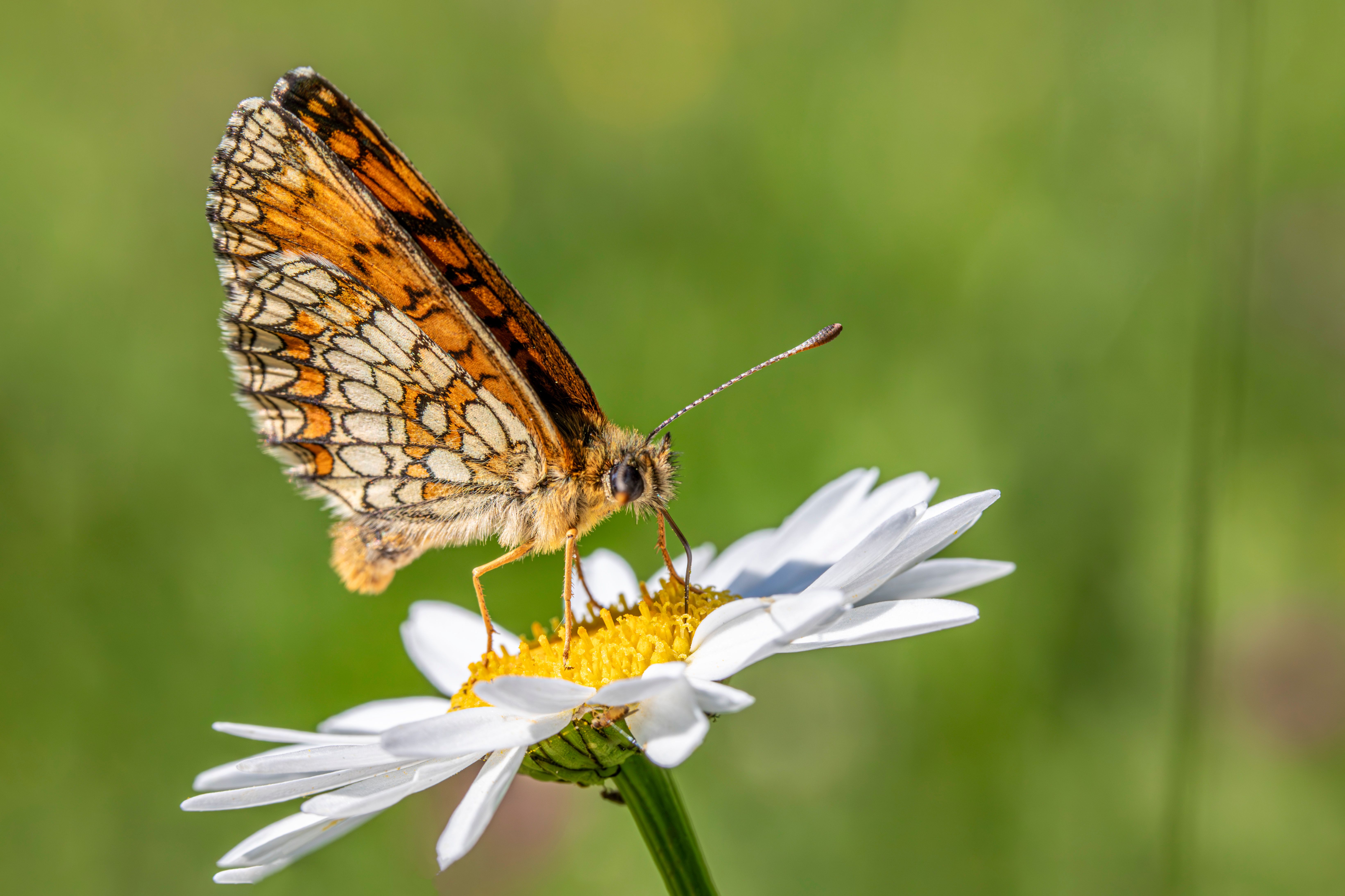 Heath Fritillary Butterfly on Daisy Flower · Free Stock Photo