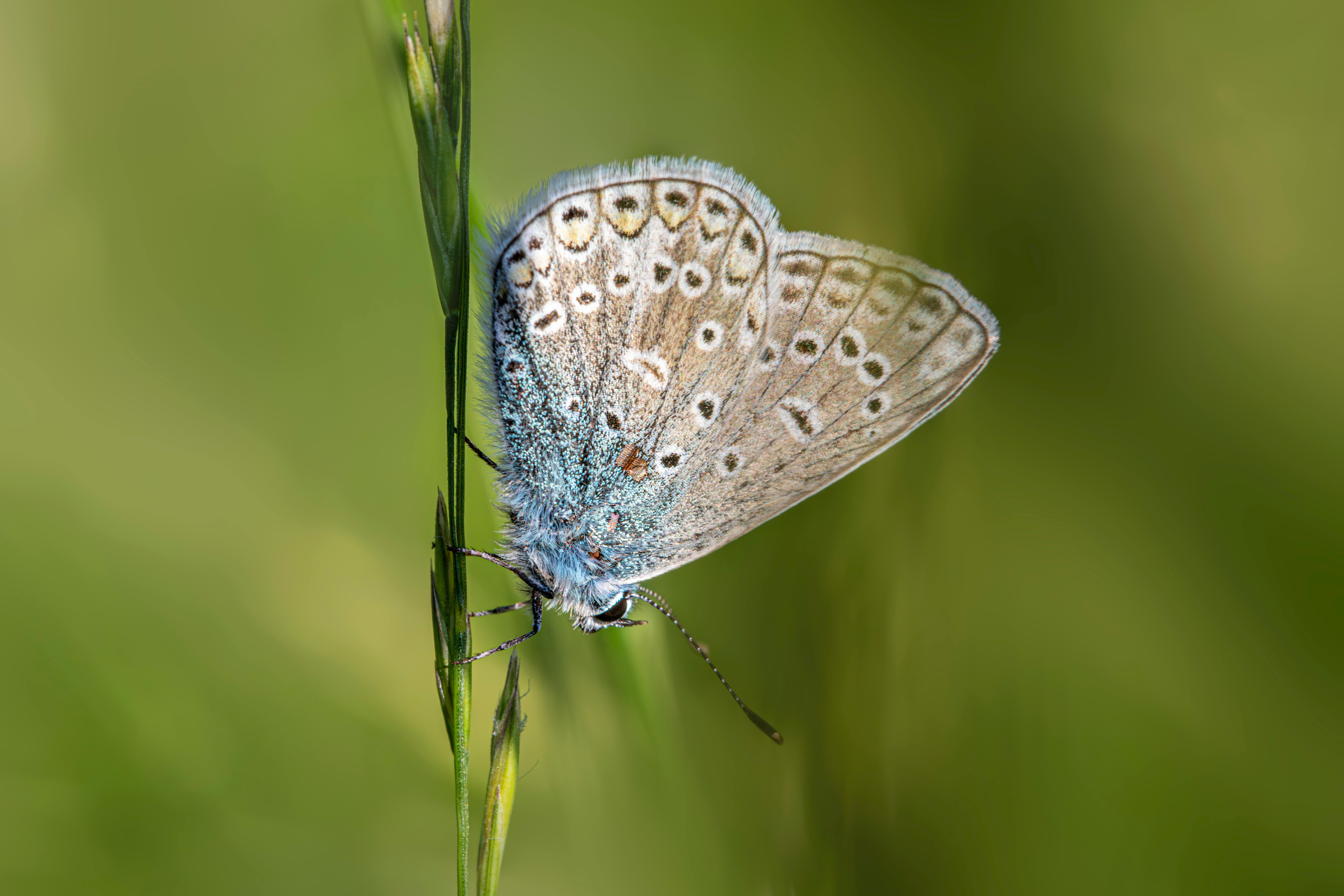 Common Female Blue Butterfly · Free Stock Photo
