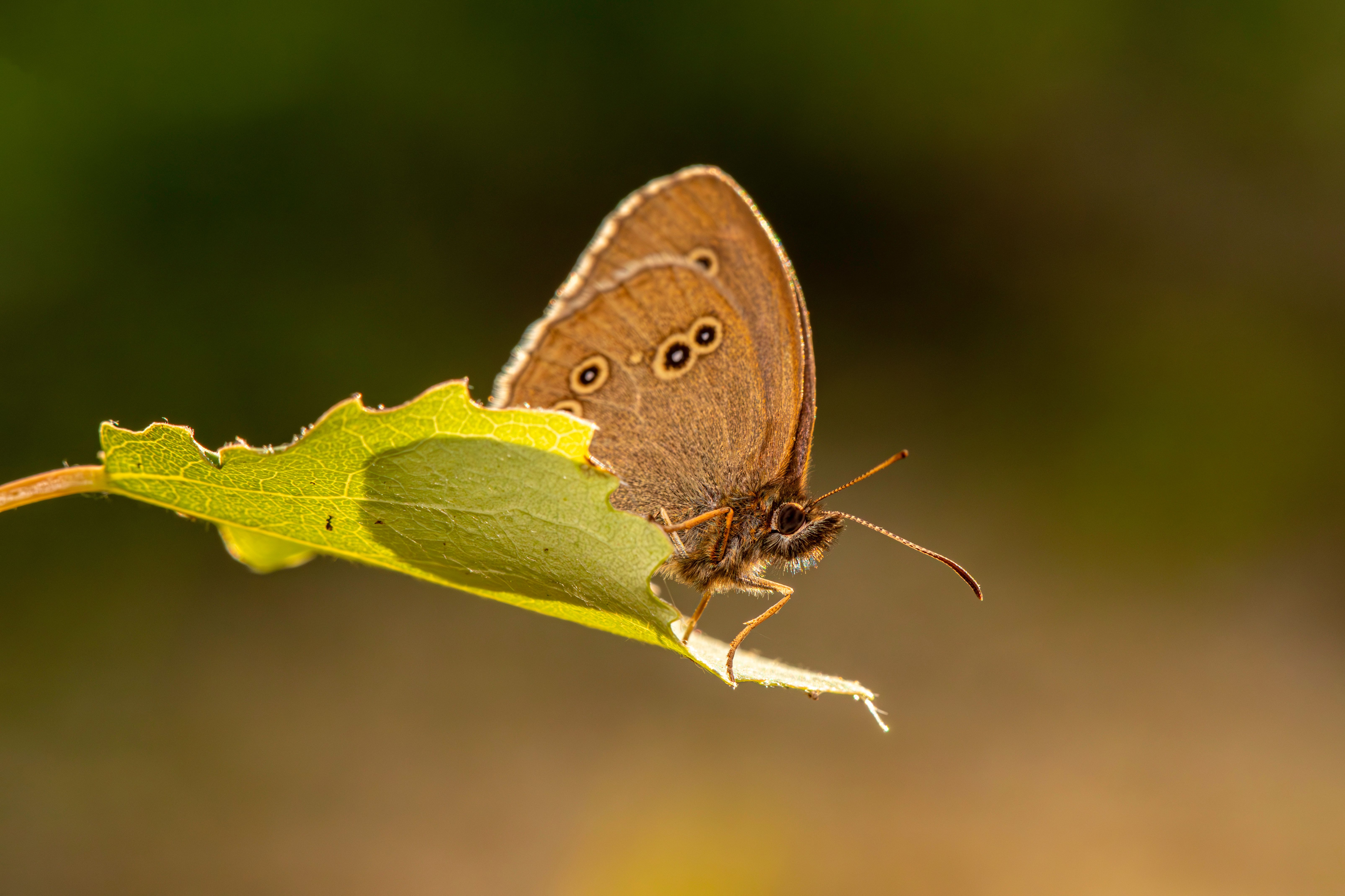 Butterfly Flying Photos, Download The BEST Free Butterfly Flying Stock ...