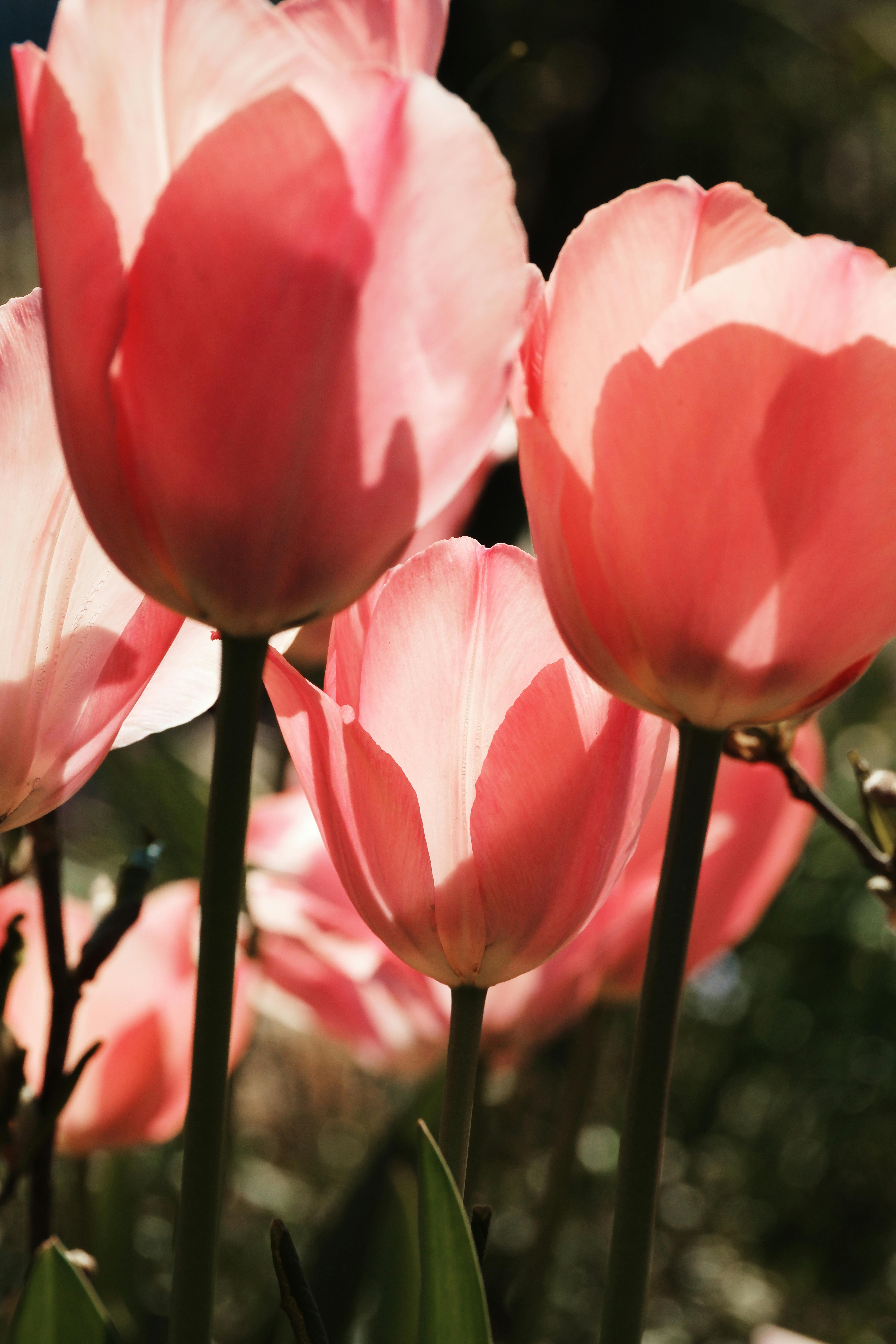 Beautiful Close-Up of Pink Tulips in Sunlight · Free Stock Photo