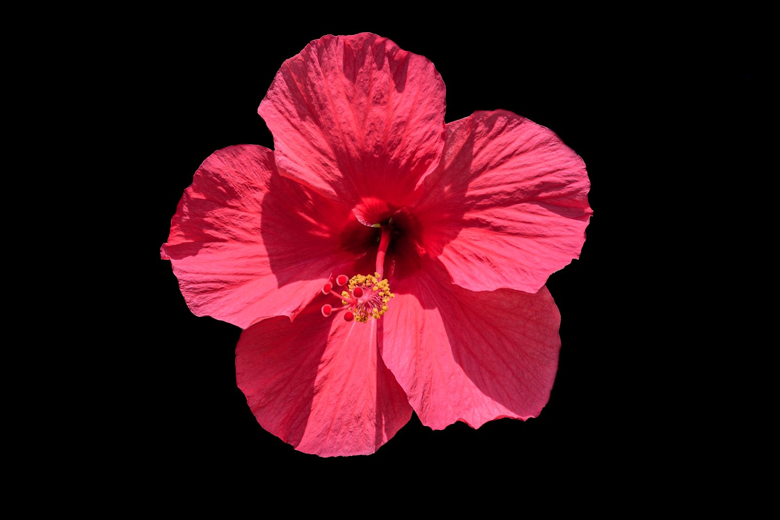 Flower Without Background Photos, Download The BEST Free Flower Without ...