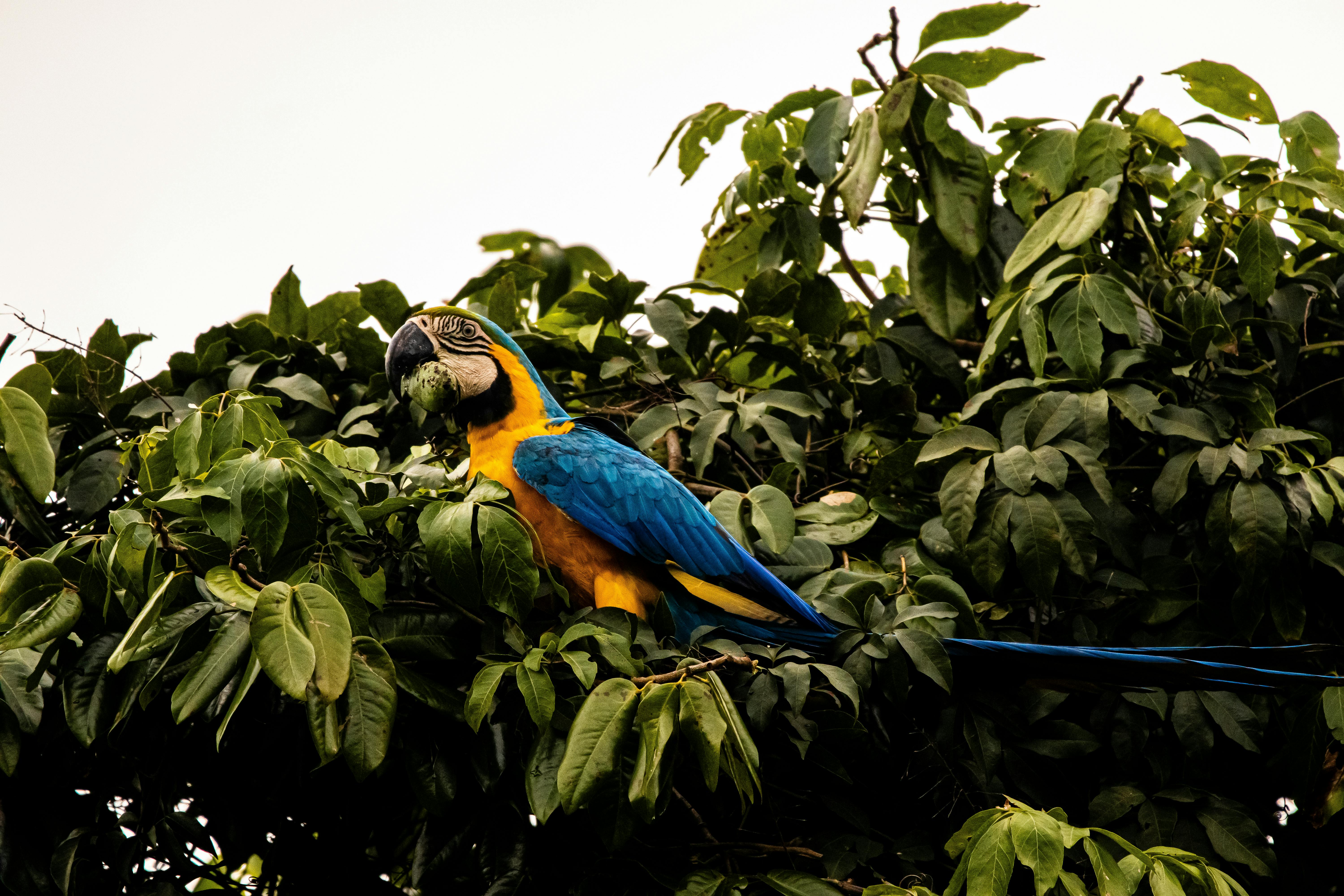 Vibrant Blue and Yellow Macaw in Lush Jungle · Free Stock Photo