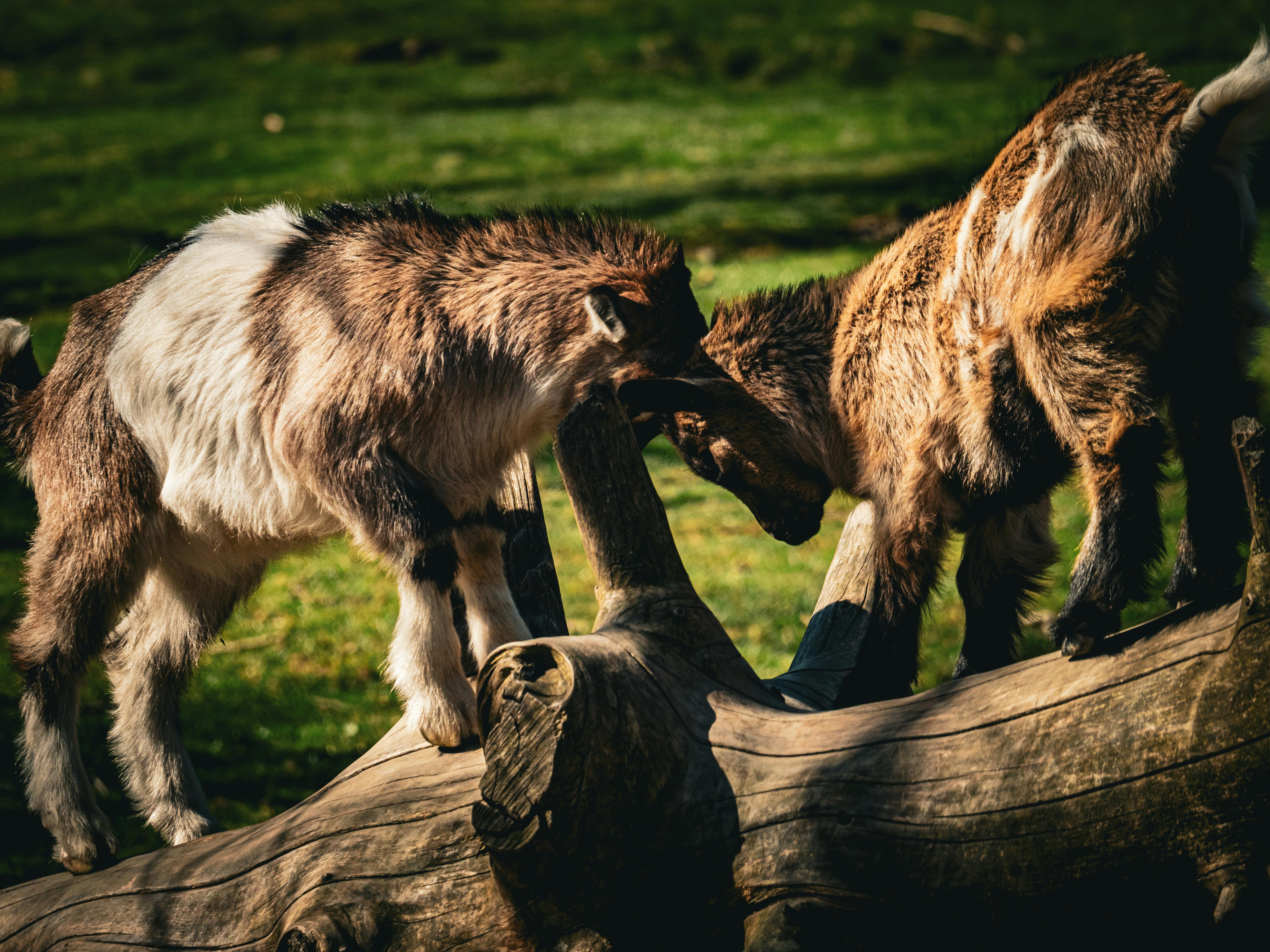 Young Goats Playfully Headbutting on a Log · Free Stock Photo