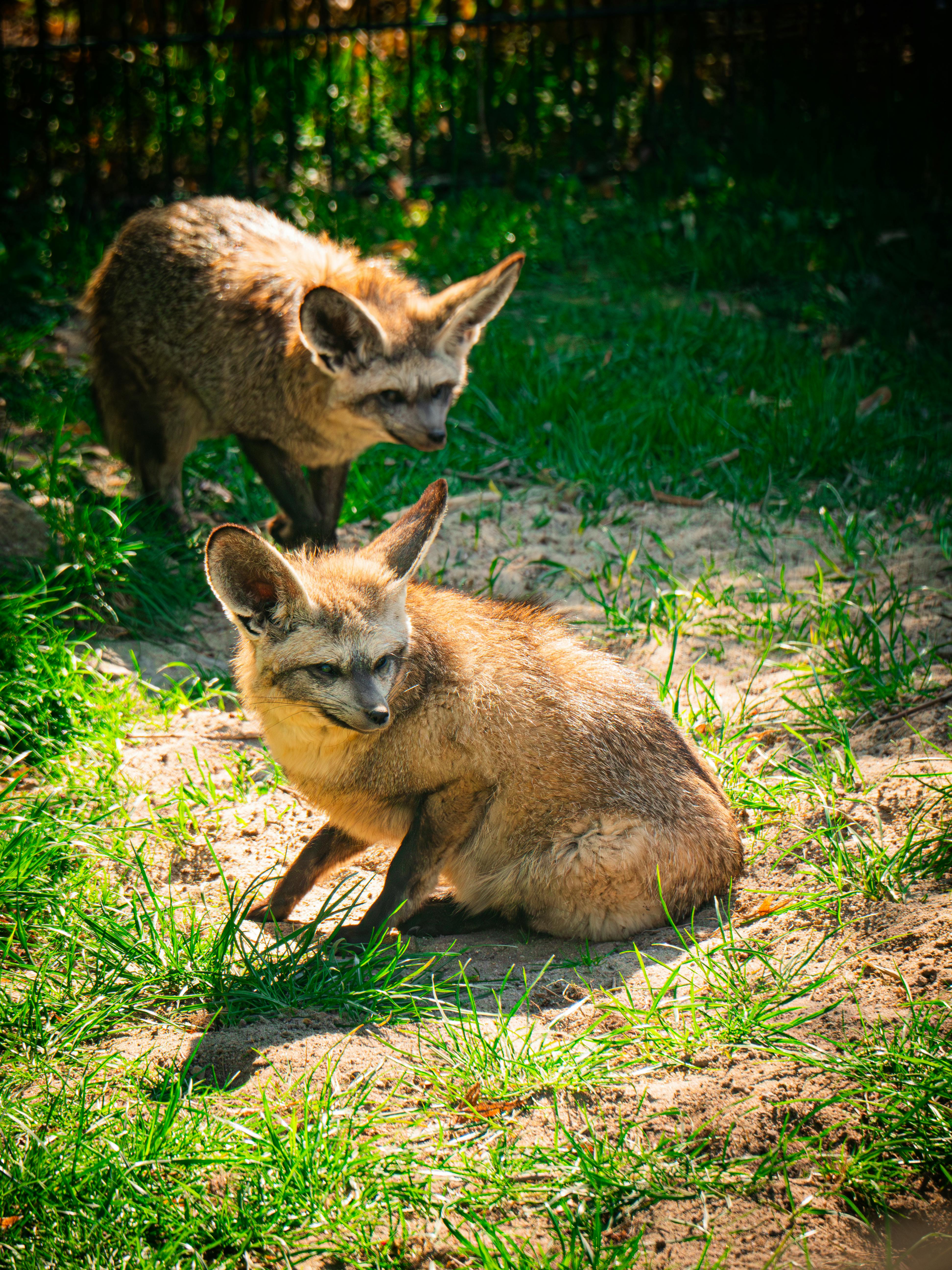 Bat-Eared Fox Pair in Natural Habitat · Free Stock Photo