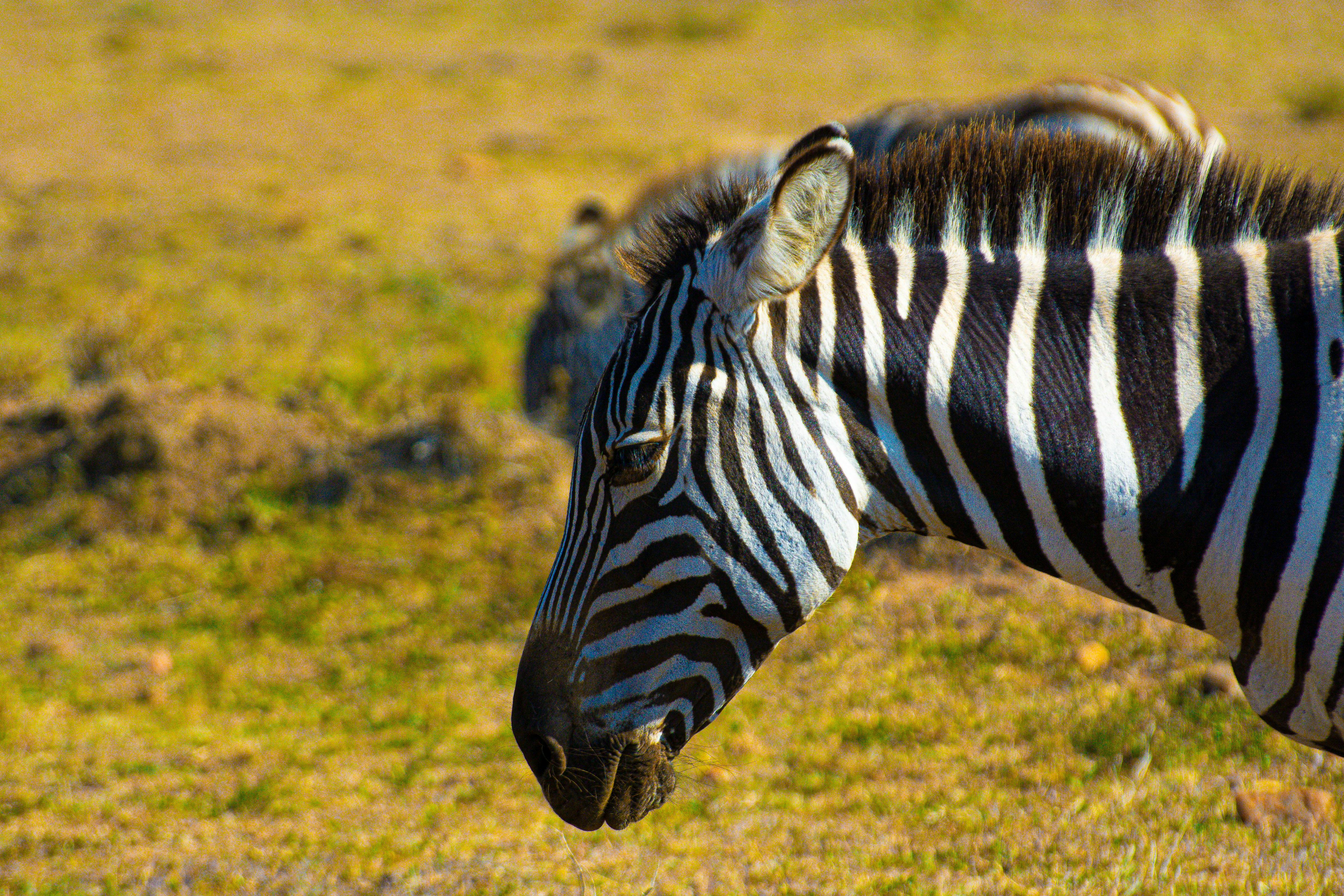 Close-Up of Zebra Grazing in Kenyan Savanna · Free Stock Photo