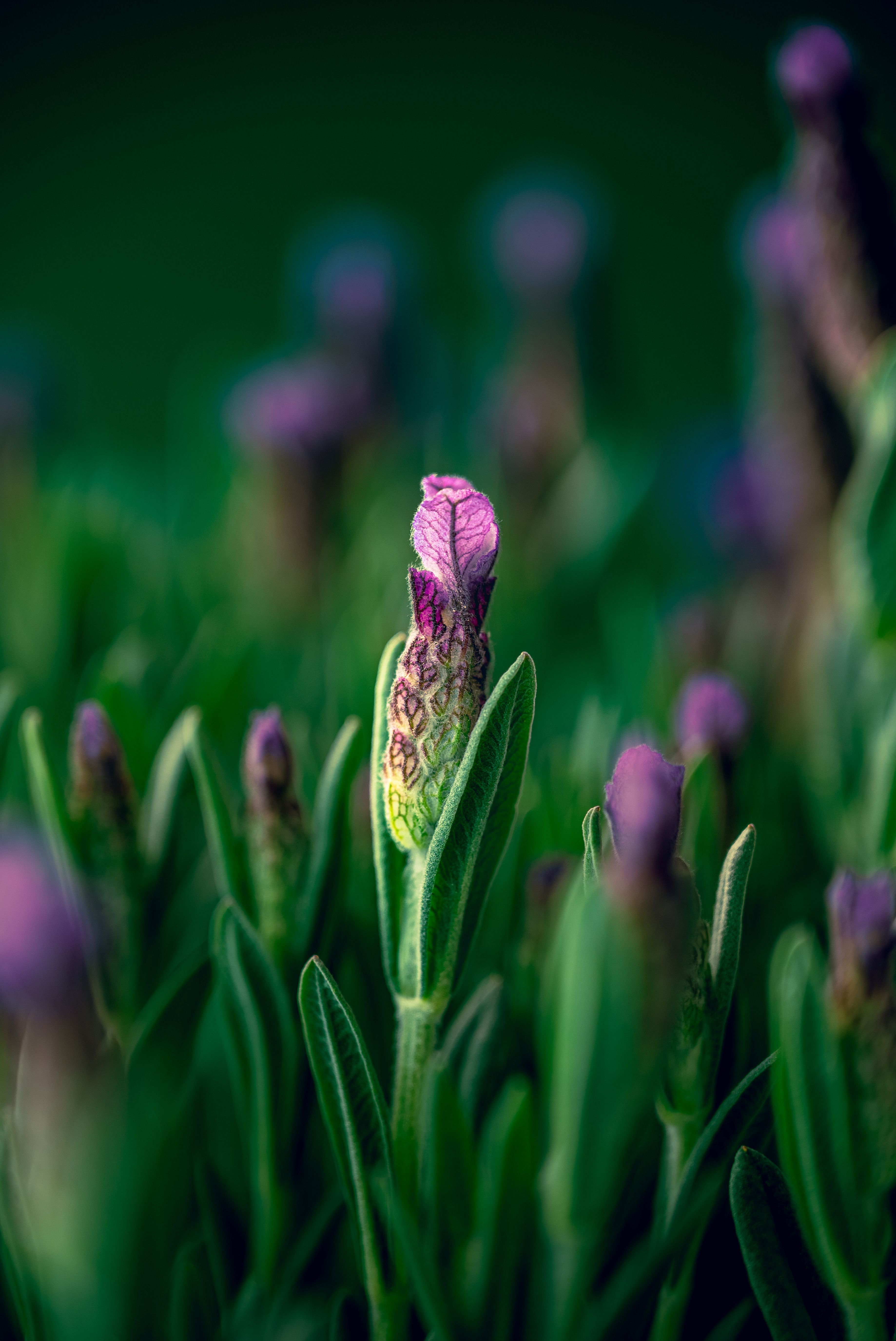 Close-Up of Lavender Buds in Frankfurt Garden · Free Stock Photo
