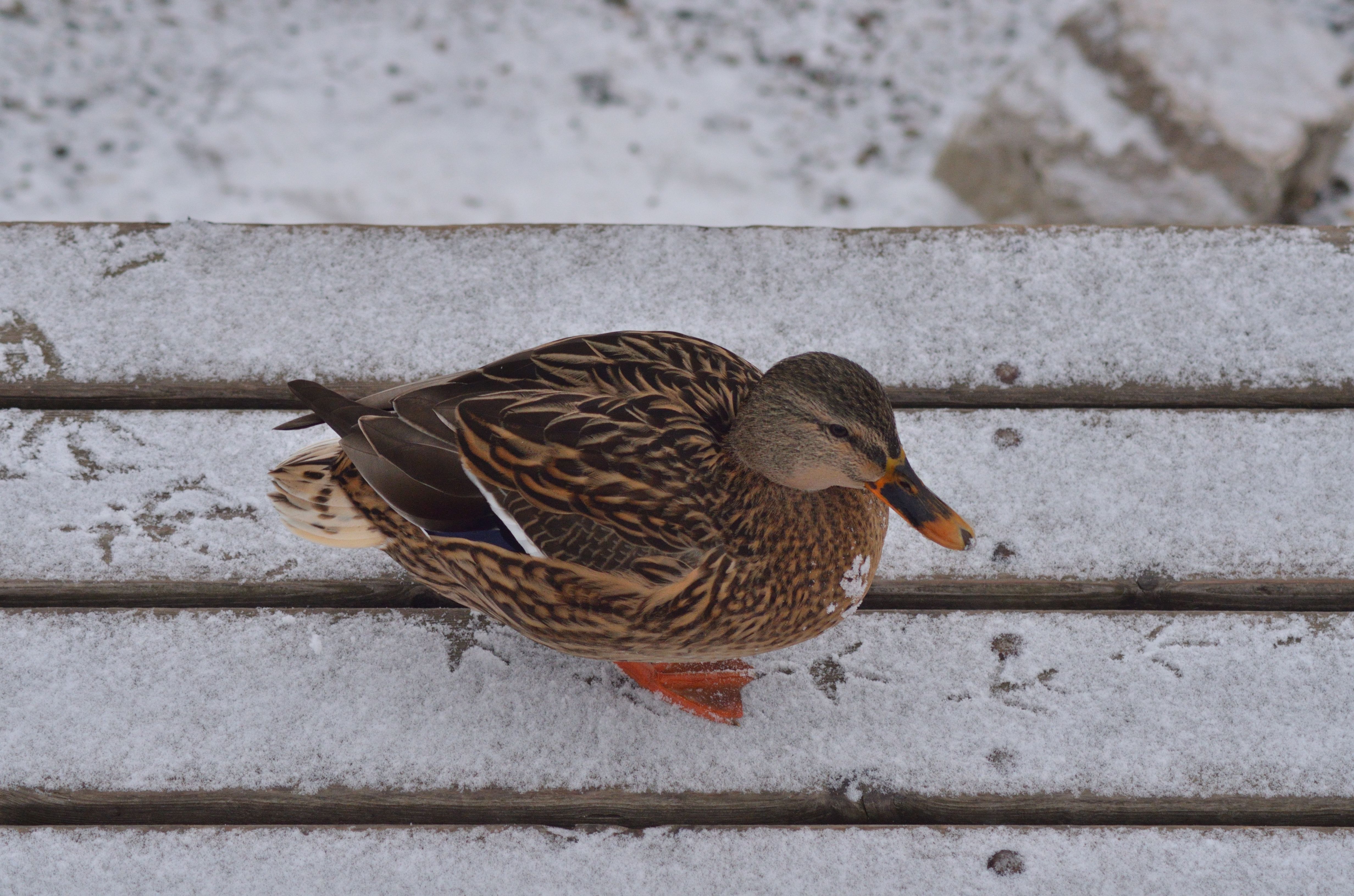 Mallard Duck on Snow-Covered Wooden Deck · Free Stock Photo