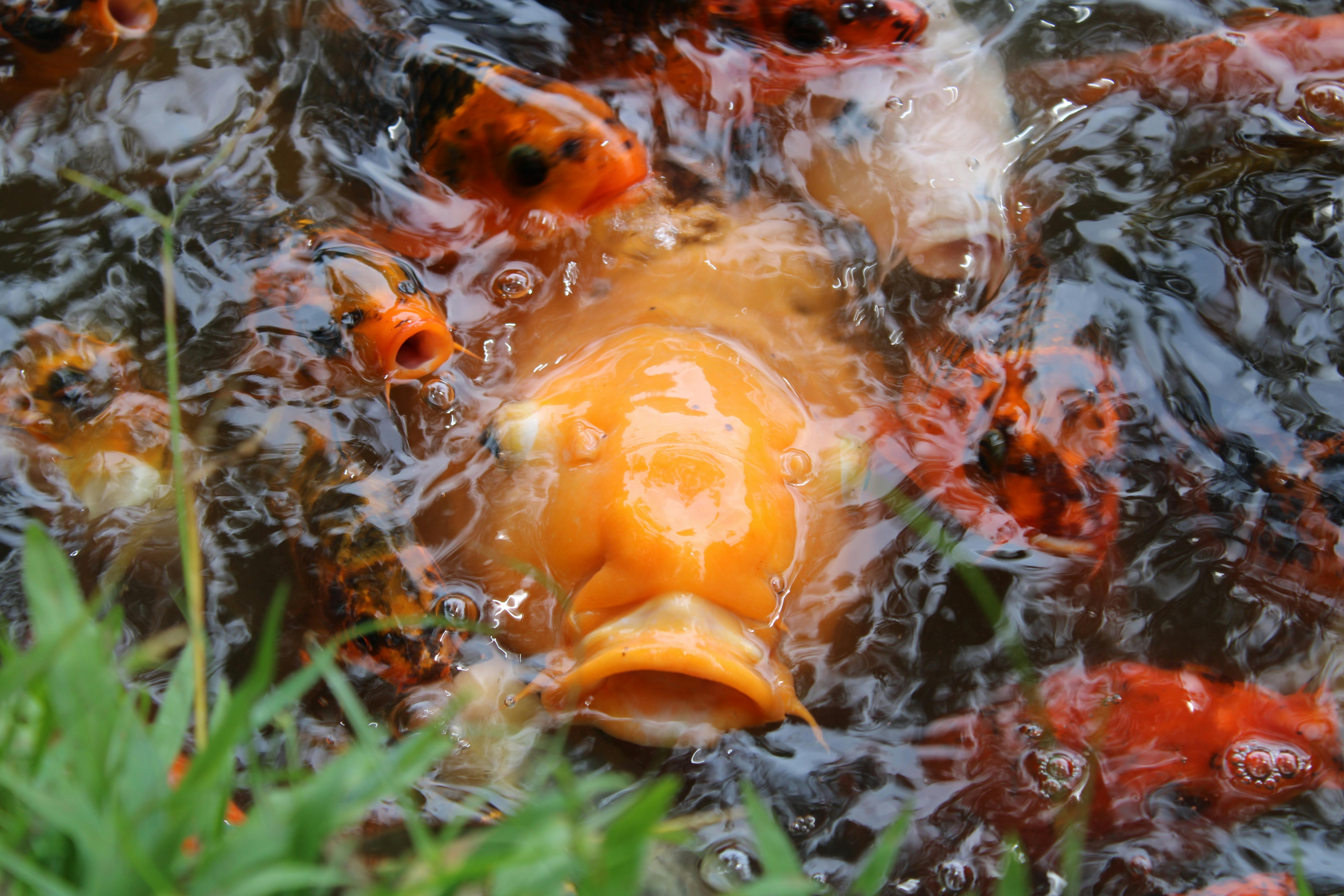 Hawaii Tribes Photos, Download The BEST Free Hawaii Tribes Stock Photos ...