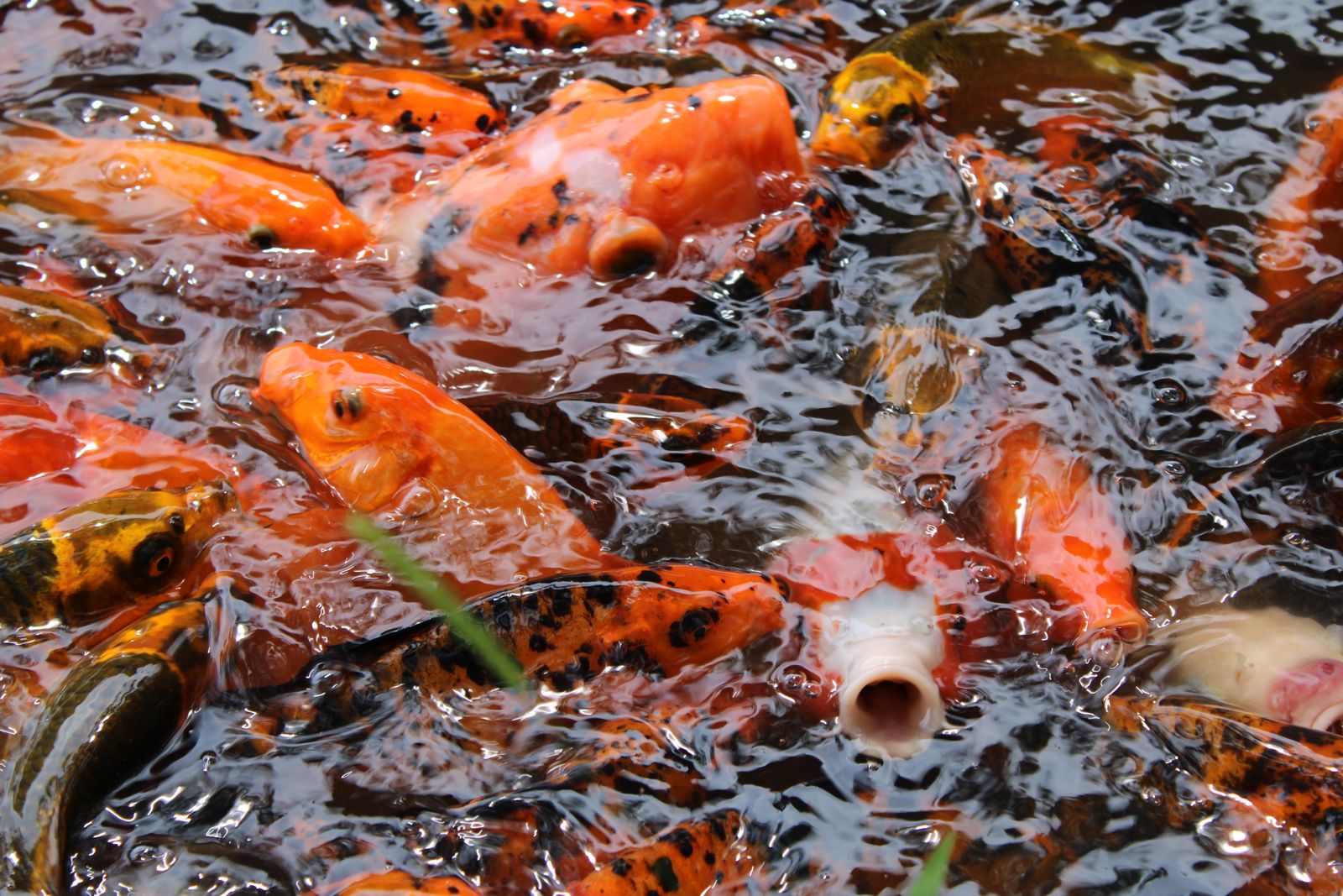 Koi Fish Photos, Download The BEST Free Koi Fish Stock Photos & HD Images