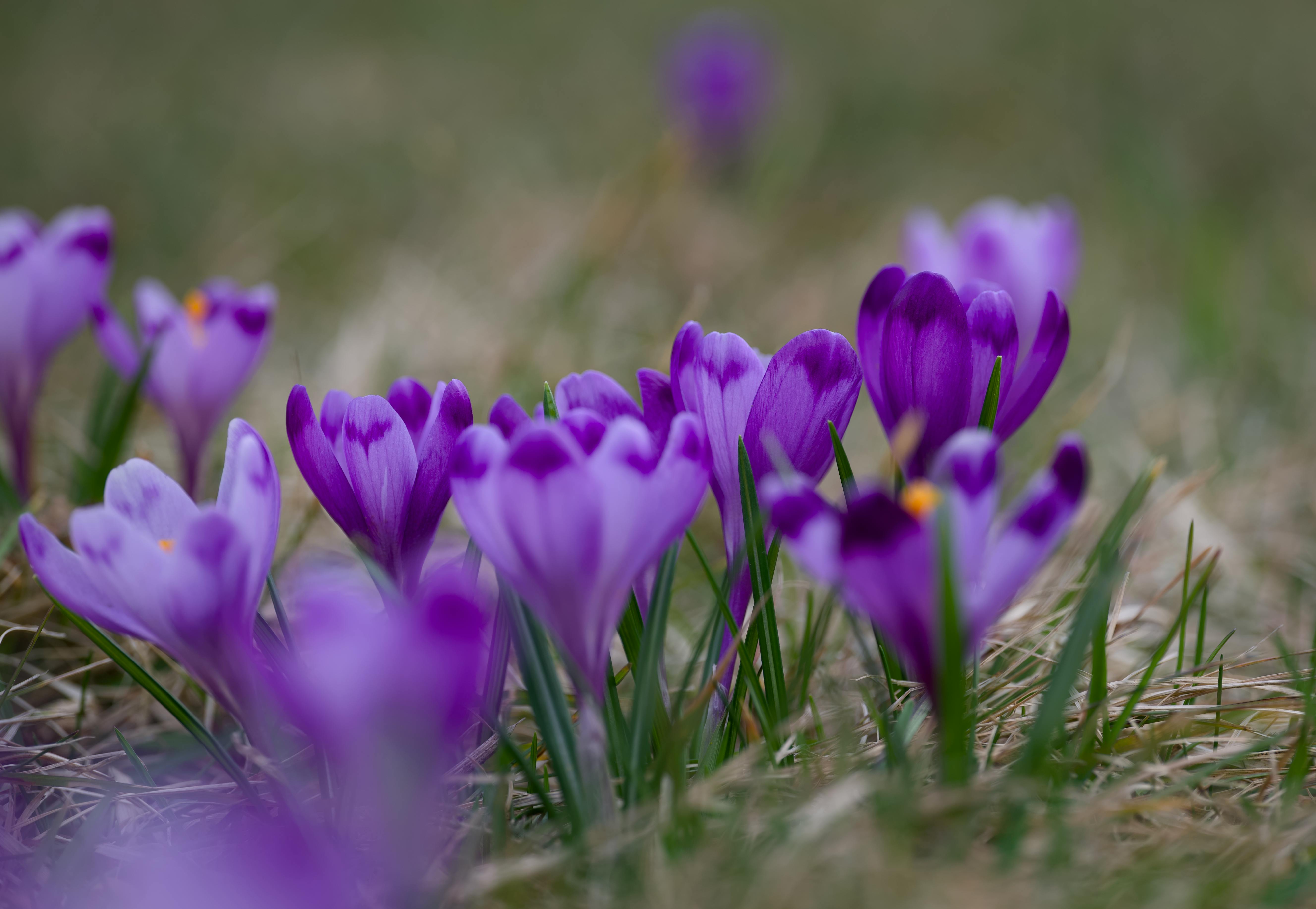 Crokus Photos, Download The BEST Free Crokus Stock Photos & HD Images