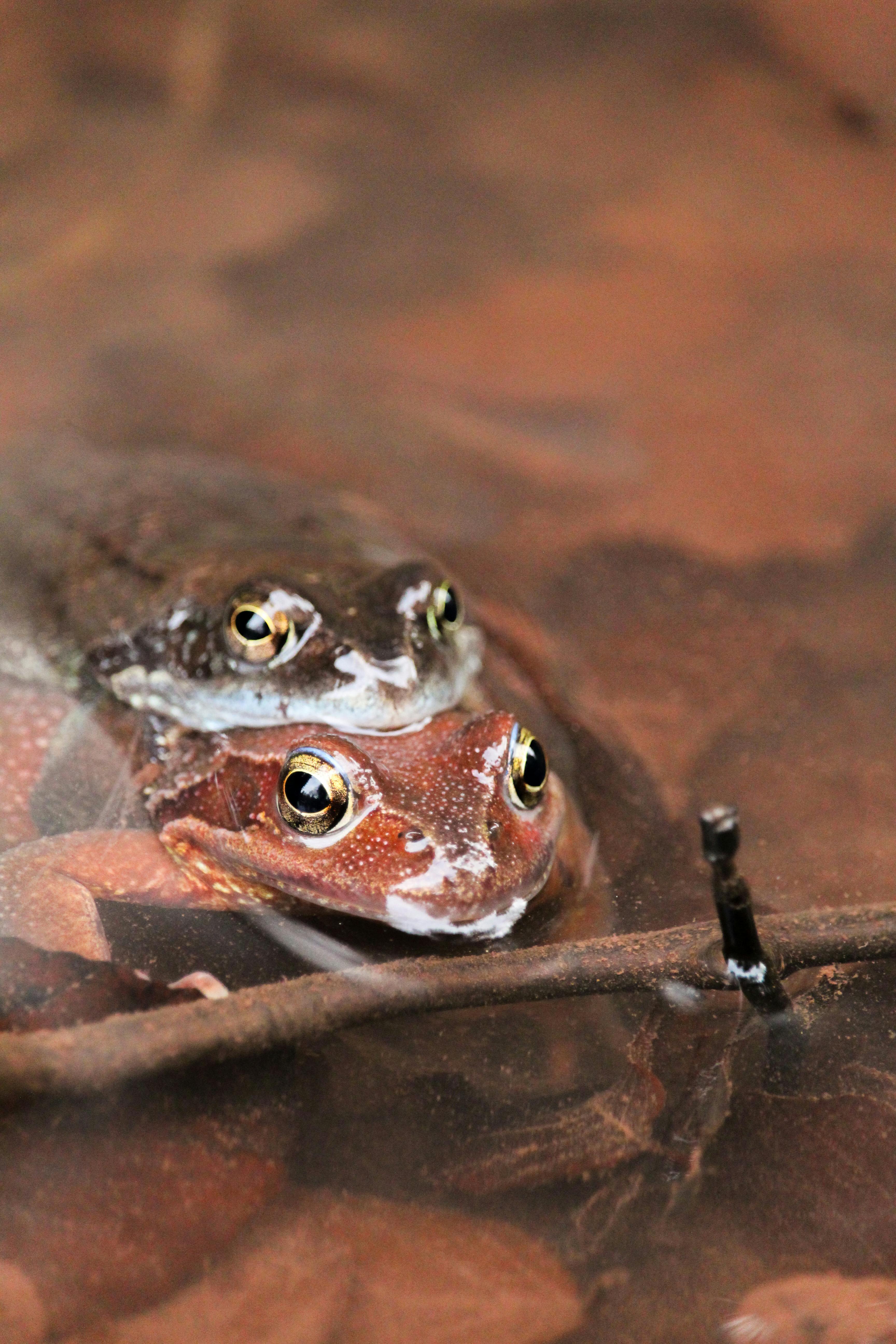 Pair of Frogs in Spanish Forest Waters · Free Stock Photo