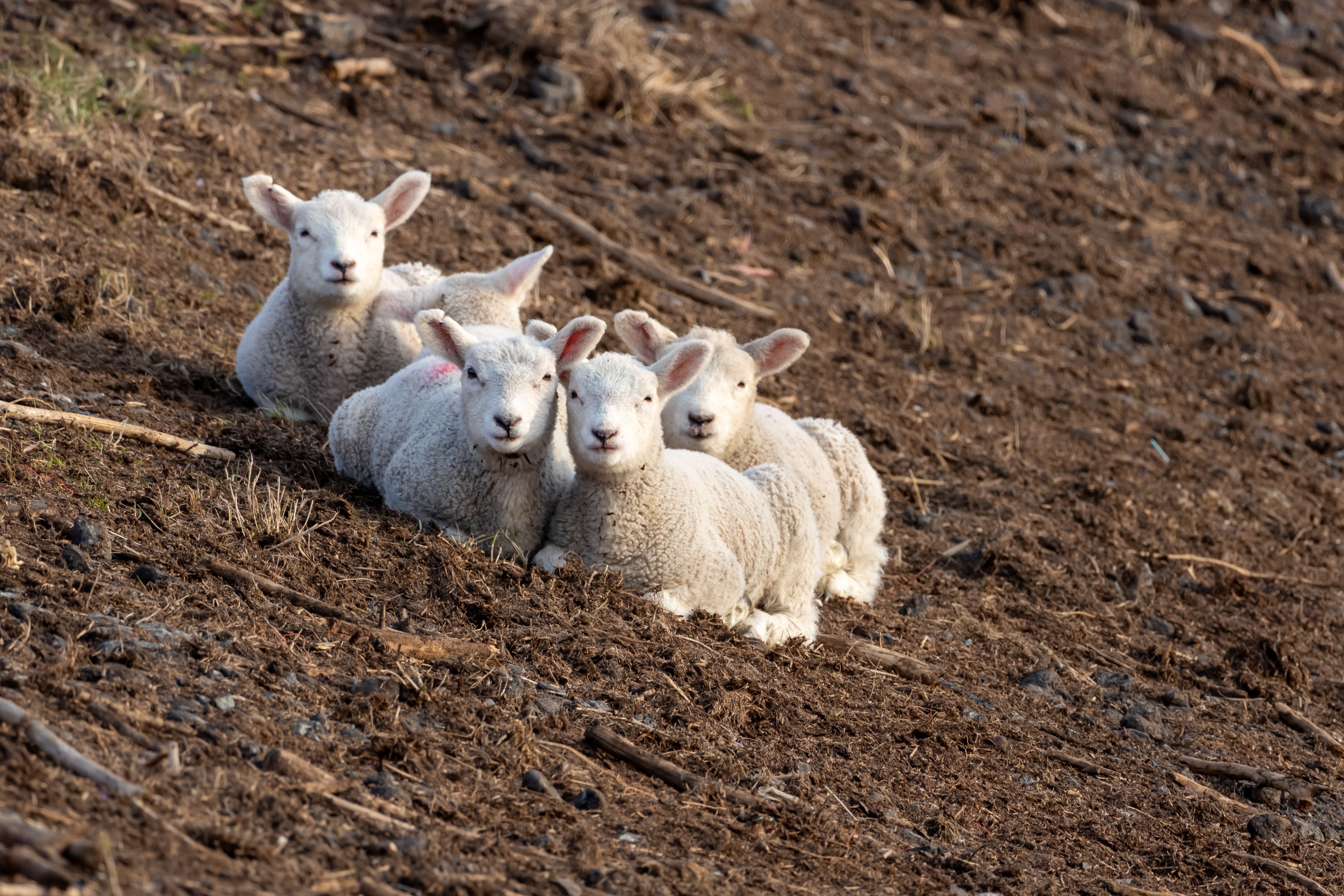 Sheep Fold Photos, Download The BEST Free Sheep Fold Stock Photos & HD ...