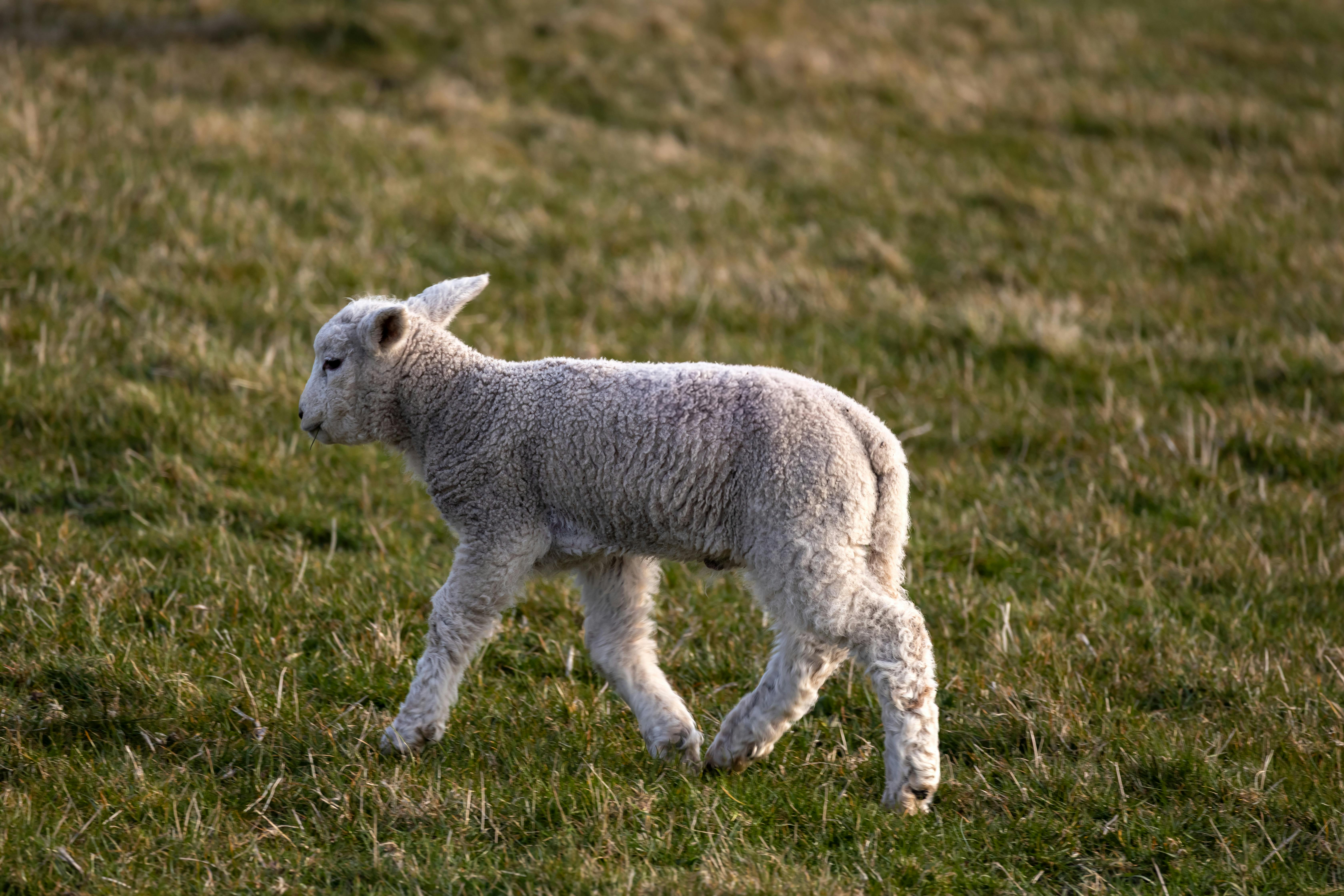 White Coated Lamb · Free Stock Photo