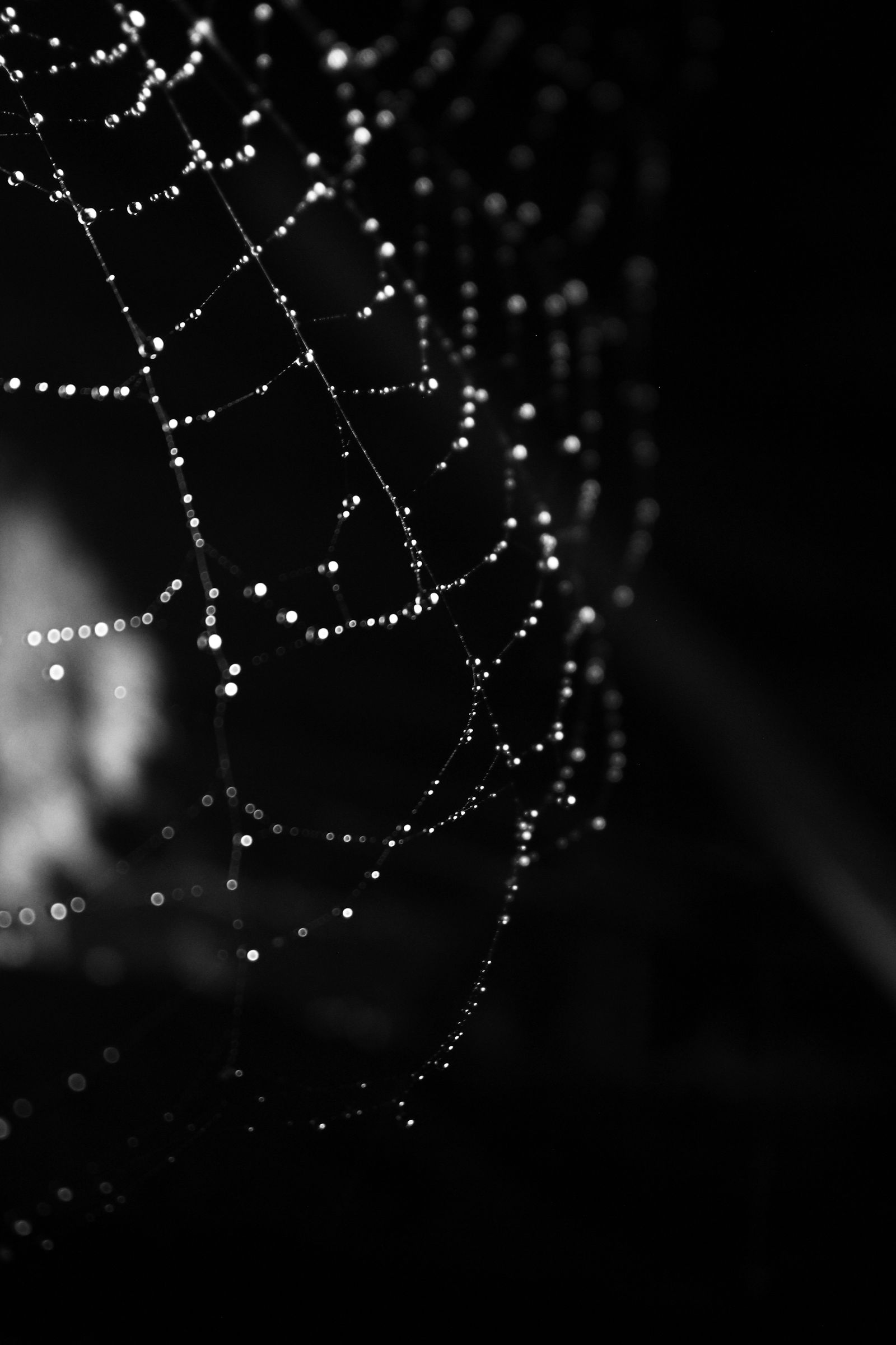 Spider Web Photos, Download The BEST Free Spider Web Stock Photos & HD ...