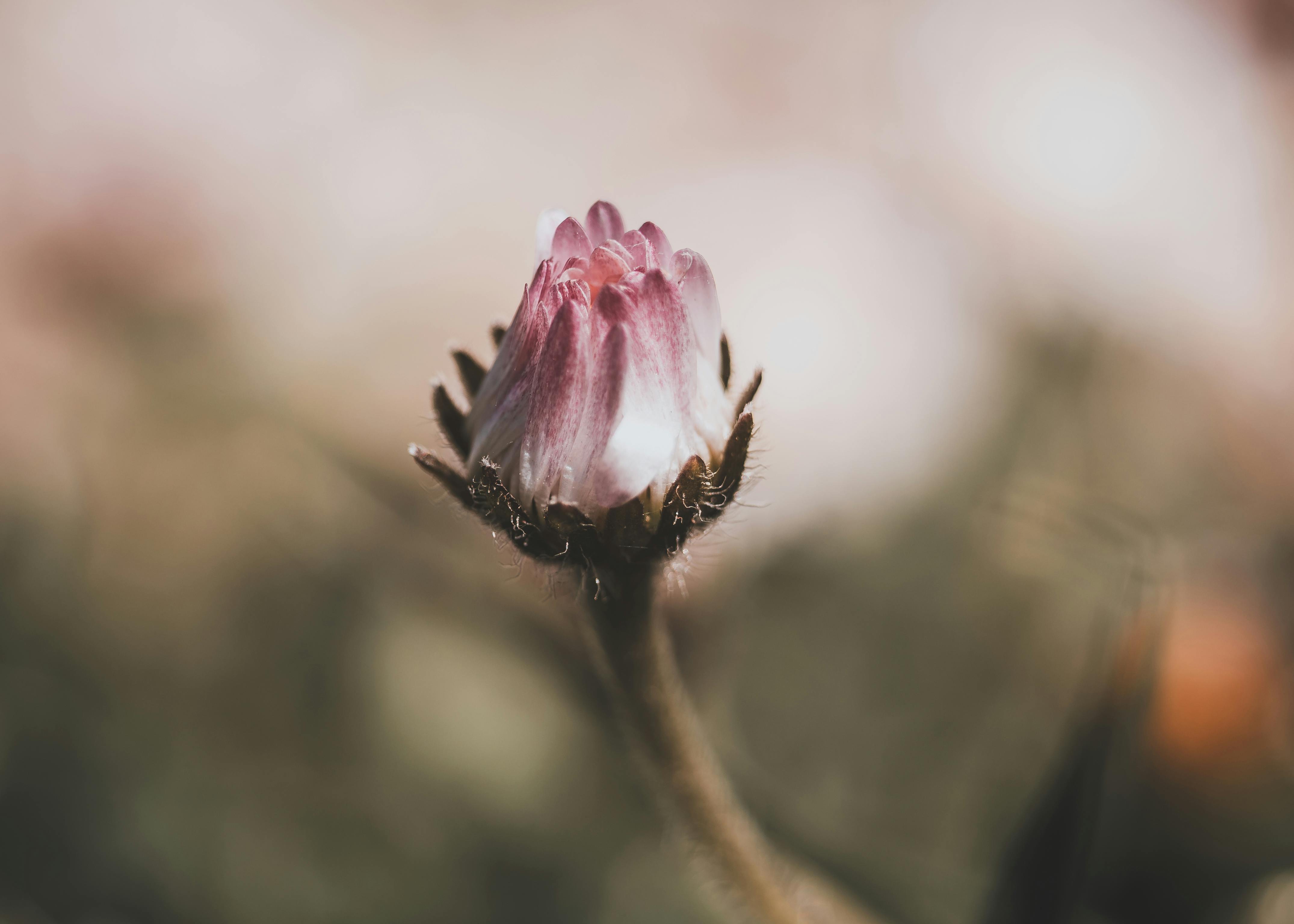 Close-up of a Pink Daisy Bud in Bloom · Free Stock Photo