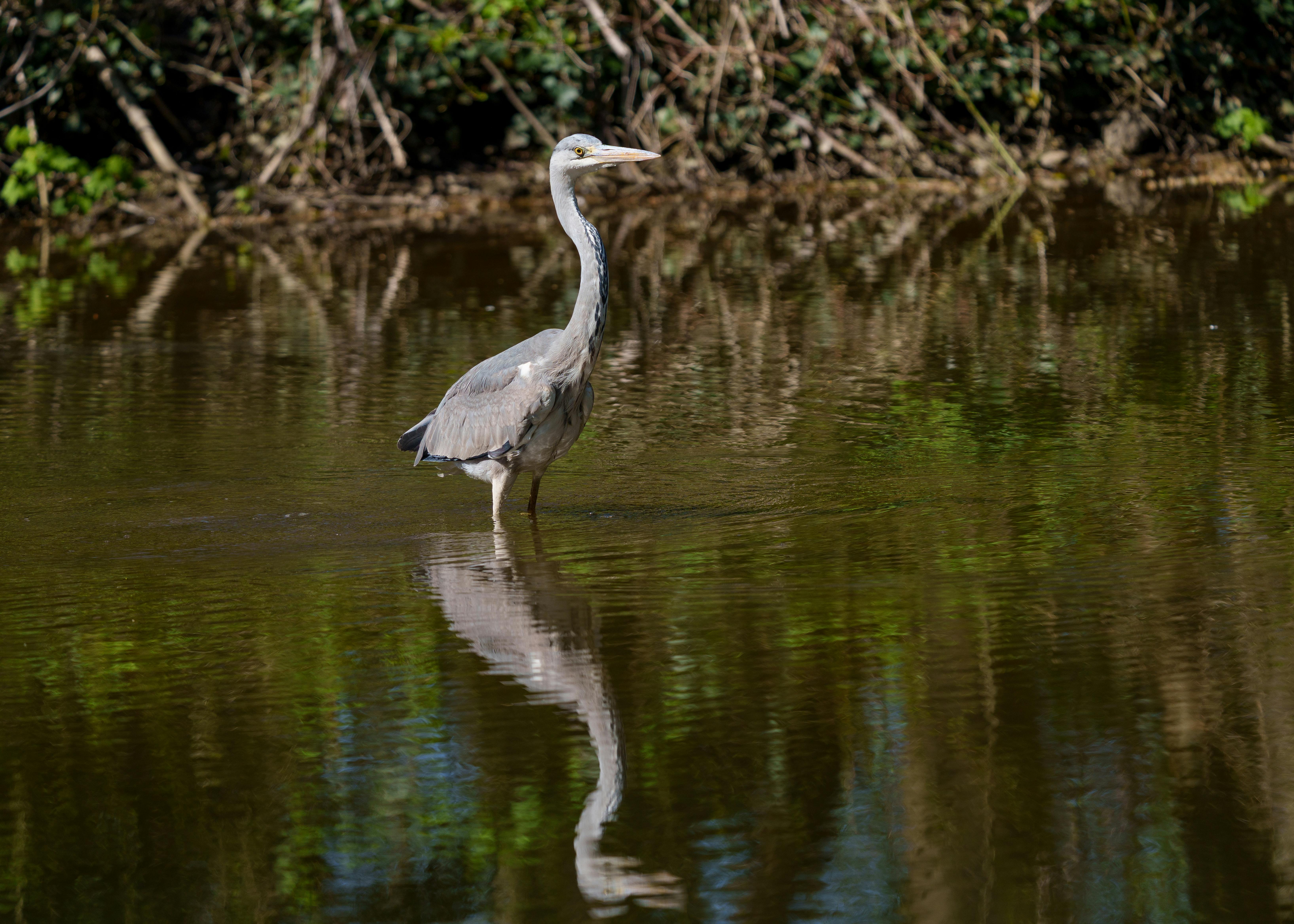 Wild Animal Profile Photos, Download The BEST Free Wild Animal Profile ...