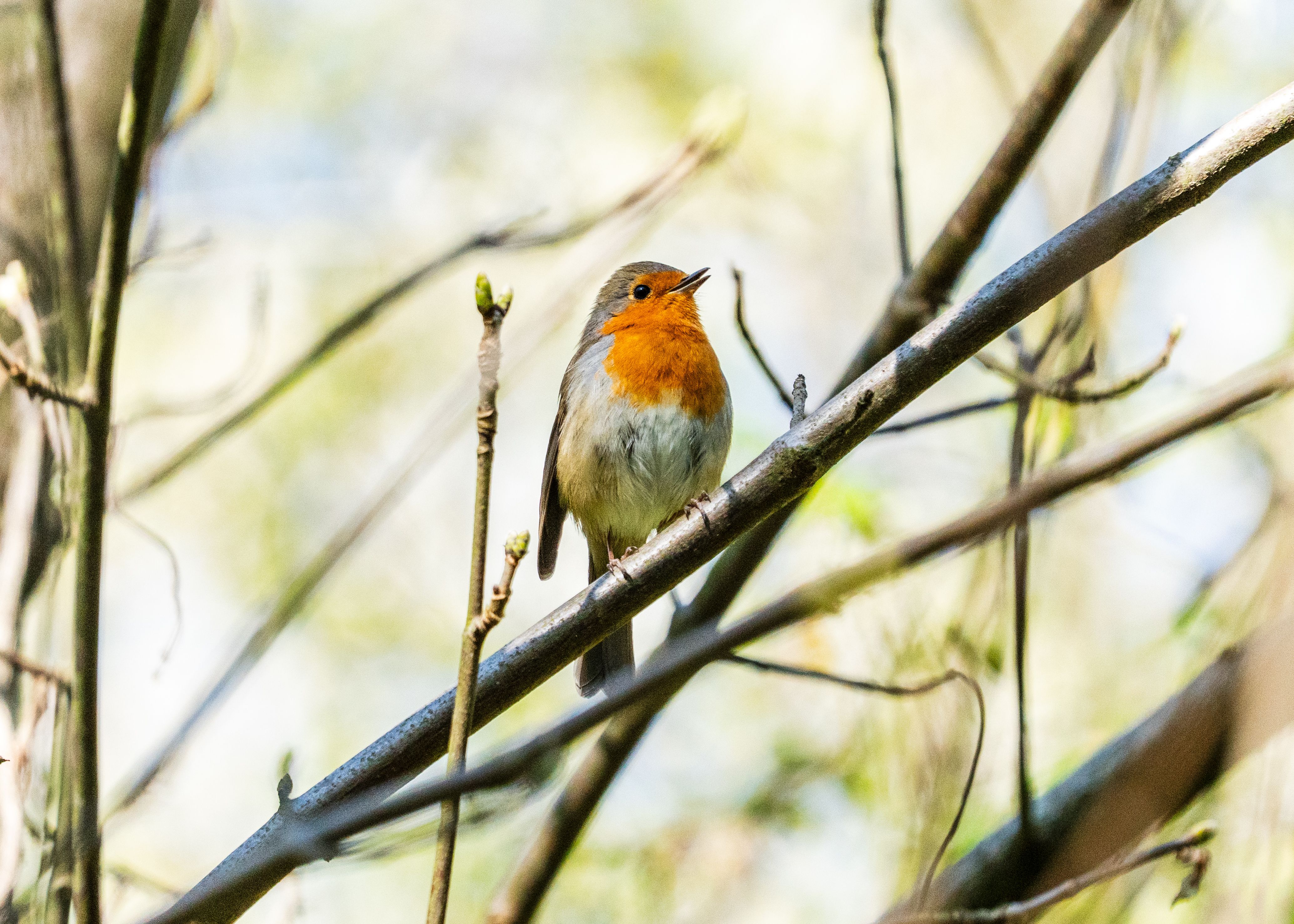 Brown Branch Twigs Photos, Download The BEST Free Brown Branch Twigs ...