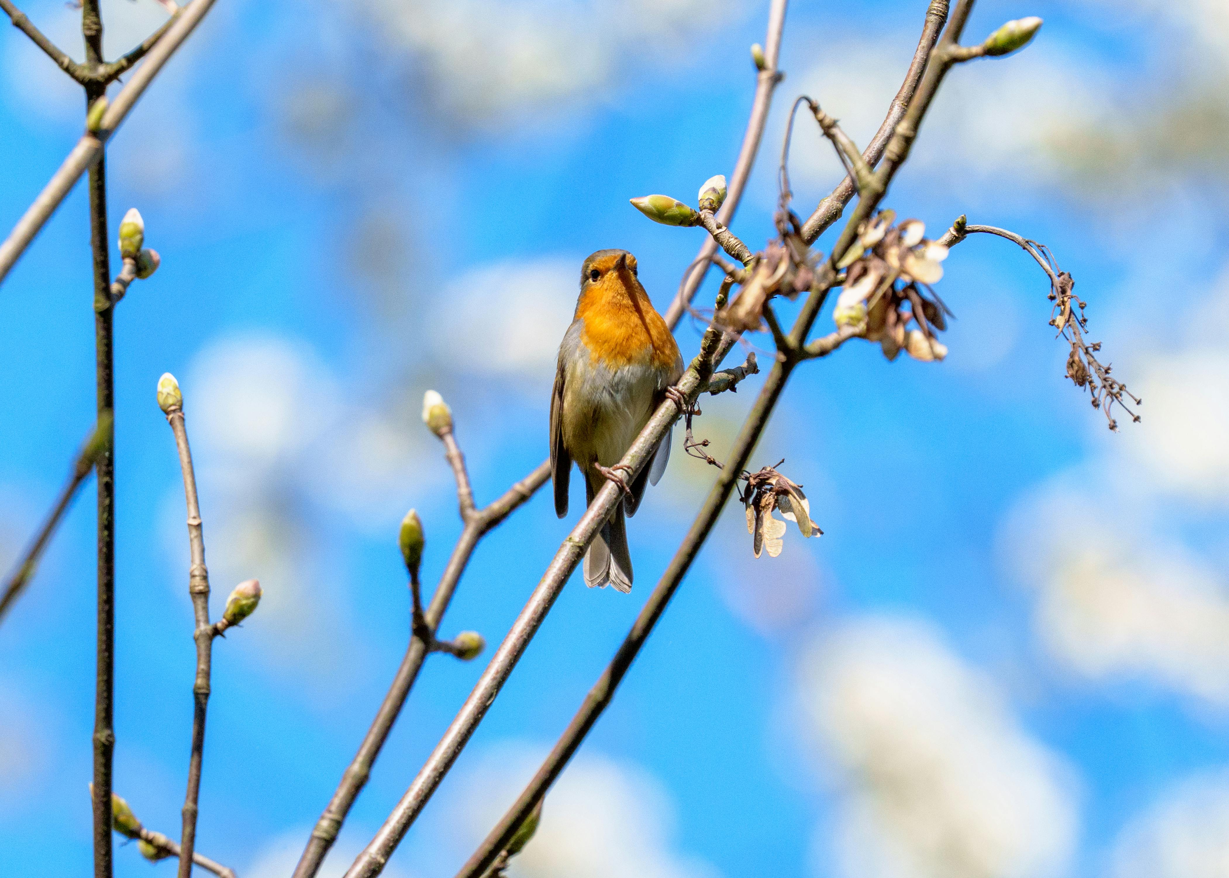 Robin Willems Photos, Download The BEST Free Robin Willems Stock Photos ...