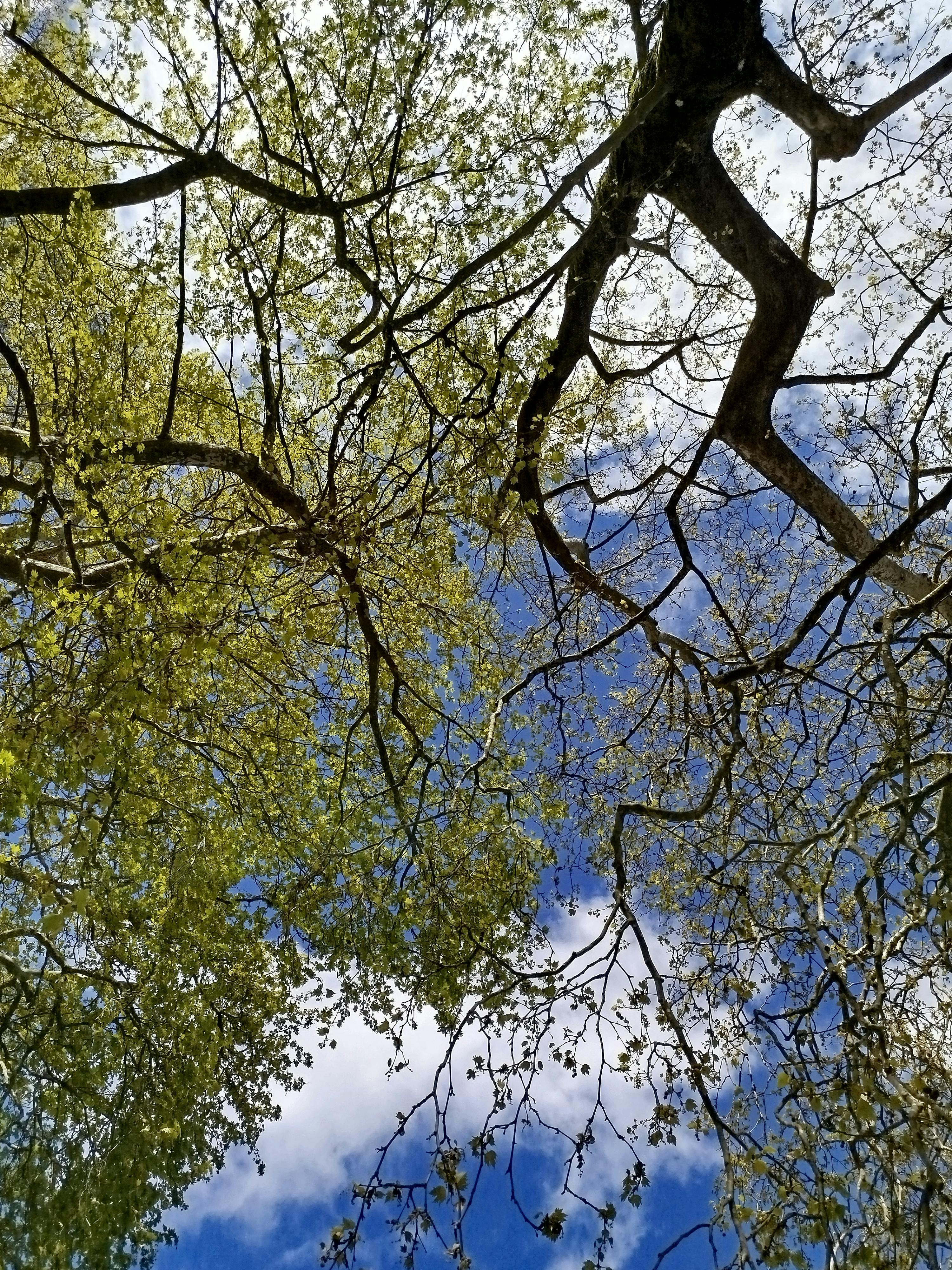Beautiful tree canopy against a clear blue sky · Free Stock Photo