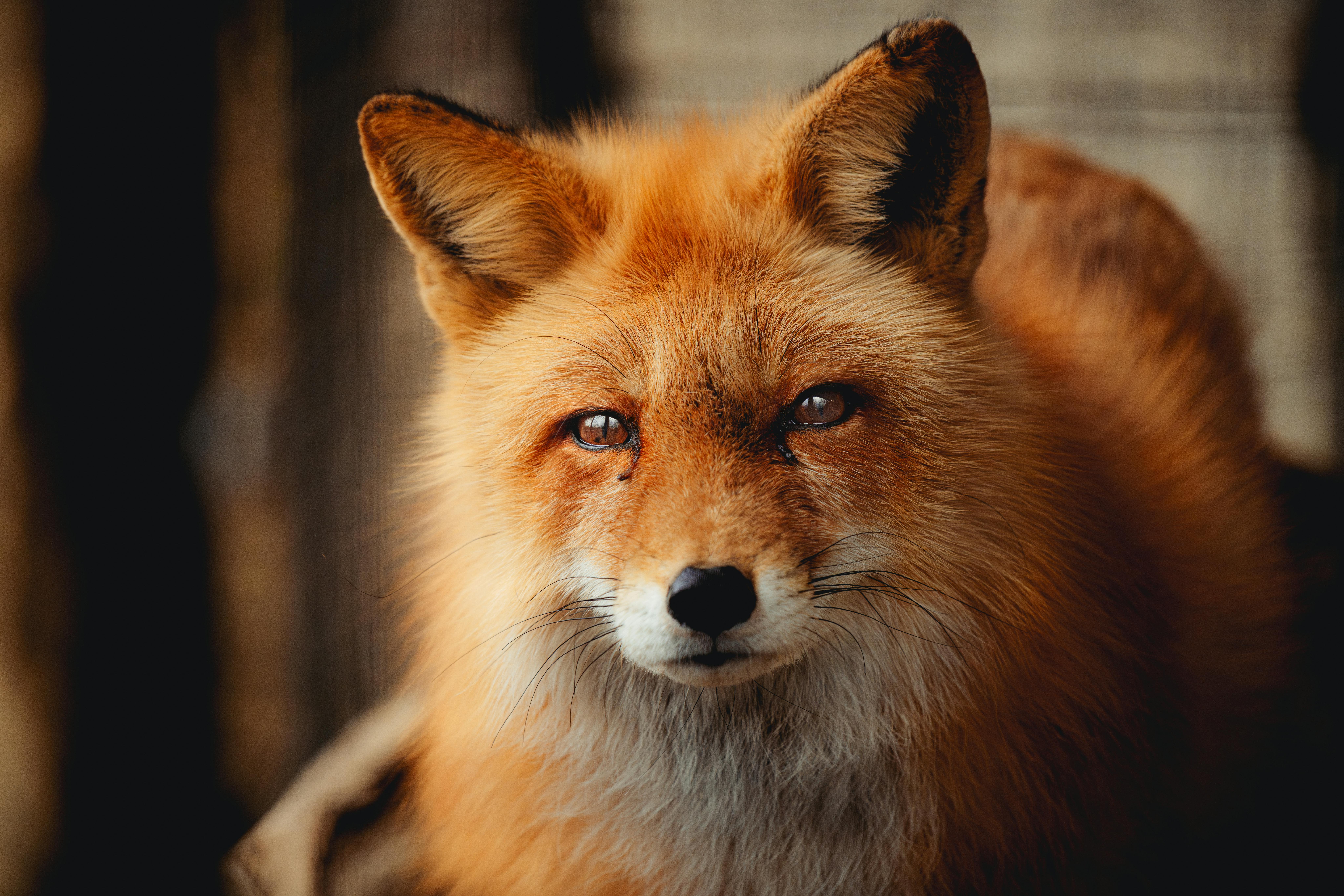 Close-Up Portrait of a Majestic Red Fox · Free Stock Photo