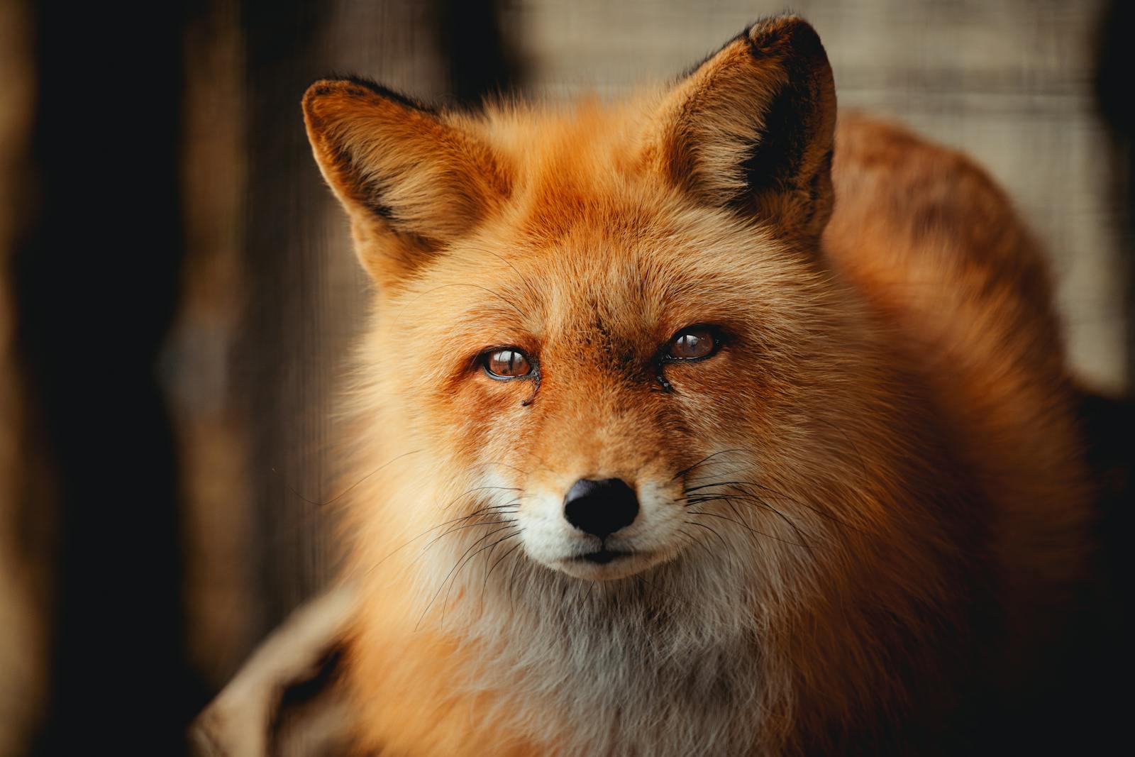 Fox Face Photos, Download The BEST Free Fox Face Stock Photos & HD Images