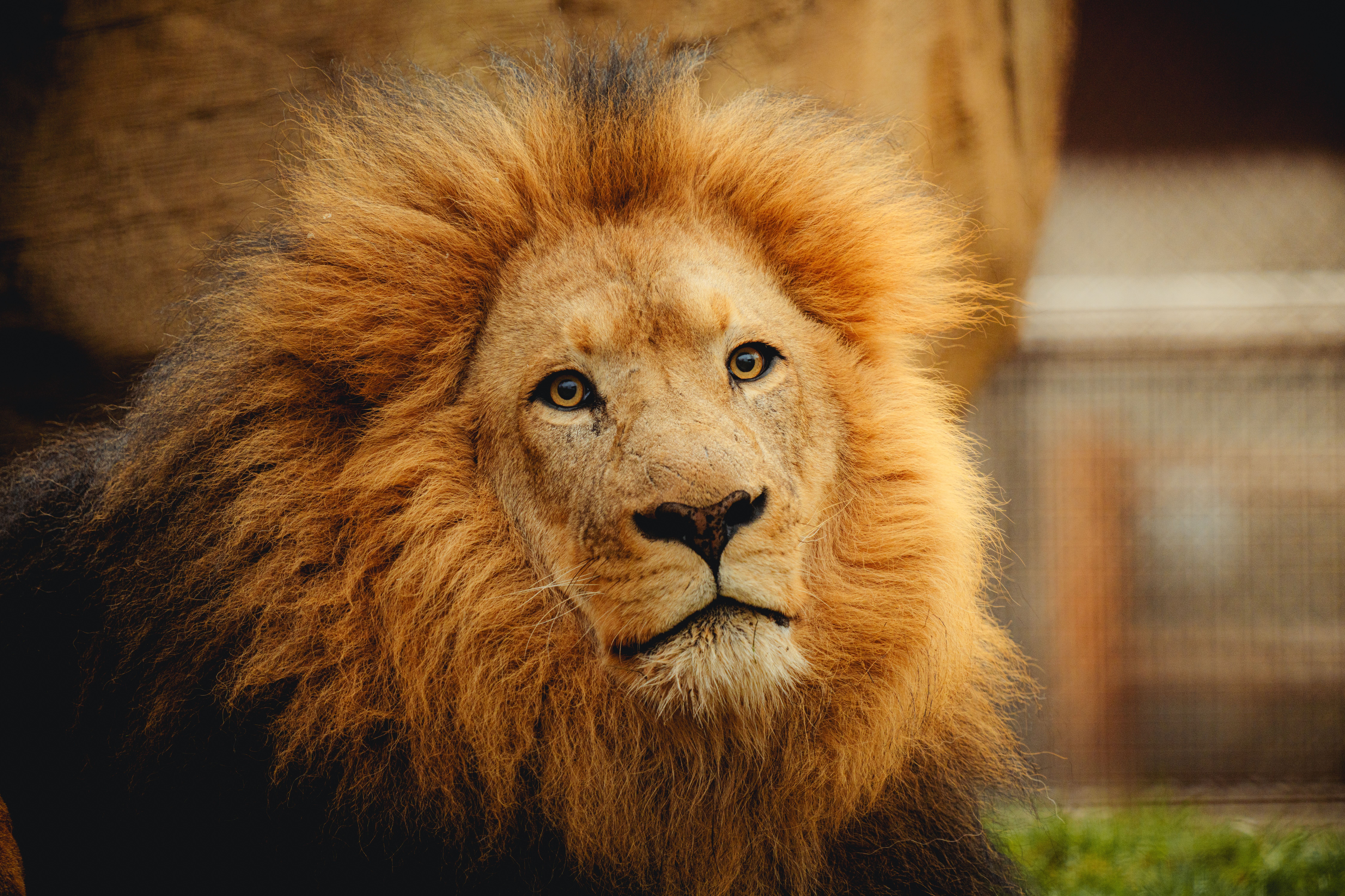 Majestic Lion in Natural Habitat Close-up · Free Stock Photo