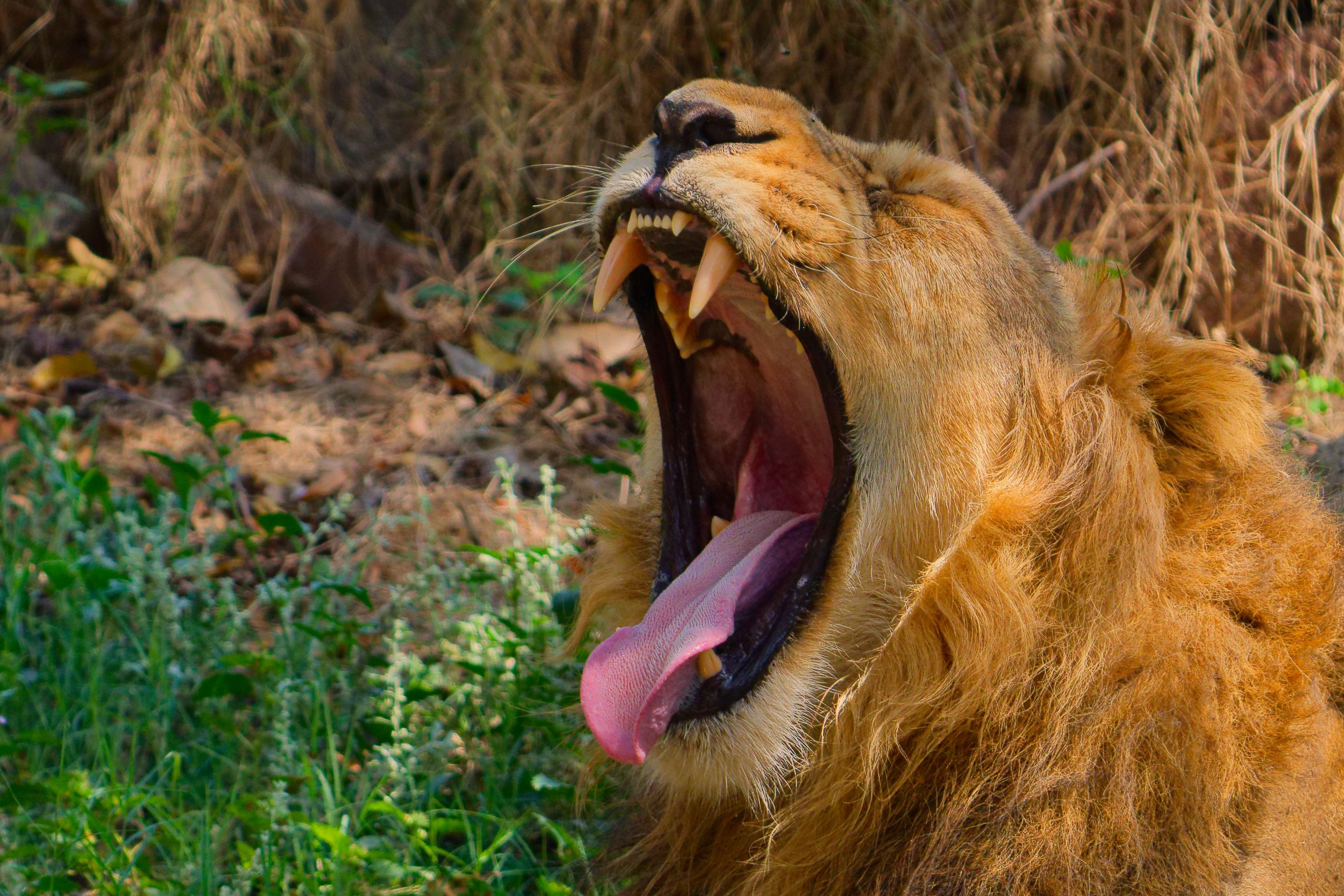 Lion Roaring Inside Cager · Free Stock Photo