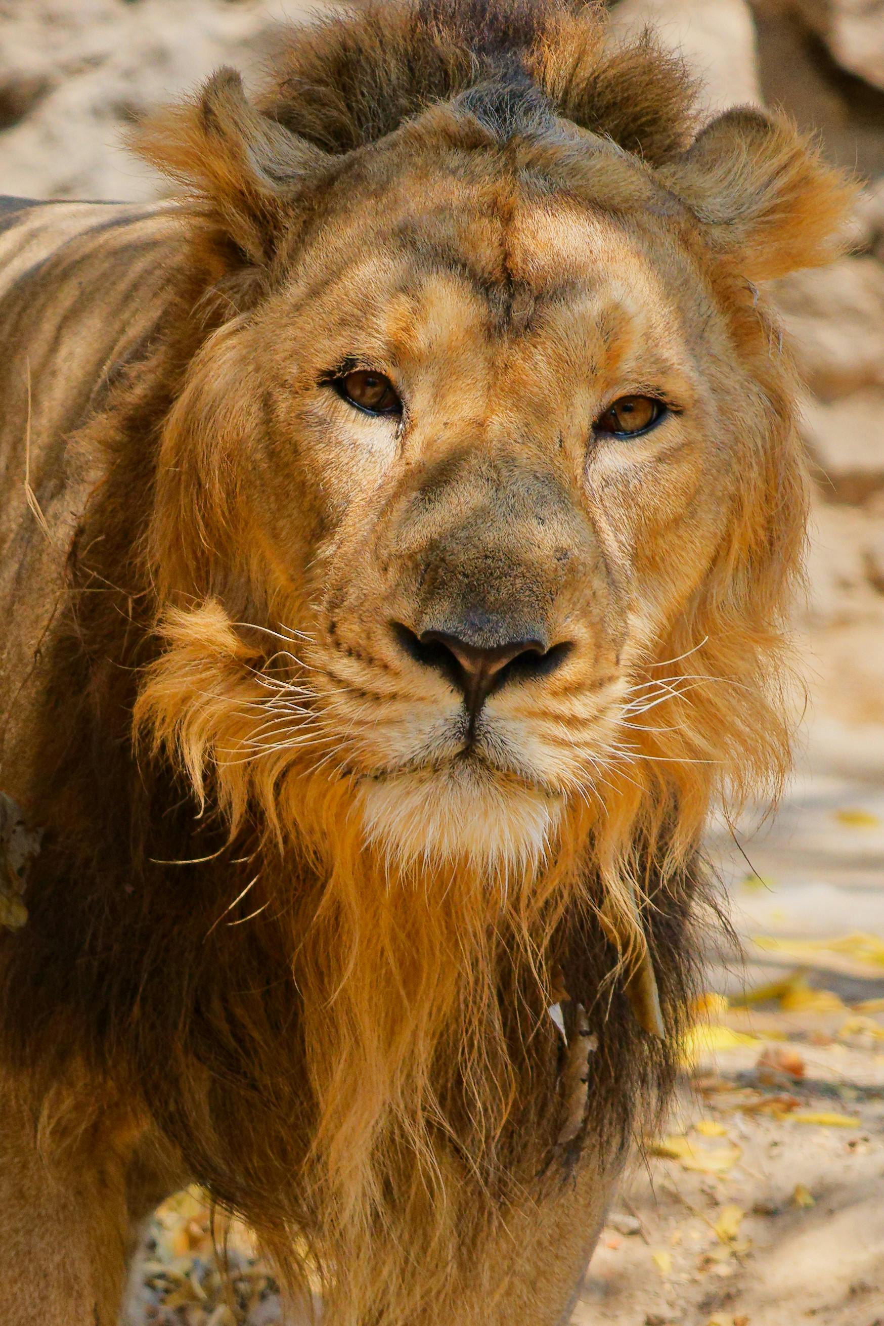 Lion Damaged Face Photos, Download The BEST Free Lion Damaged Face ...