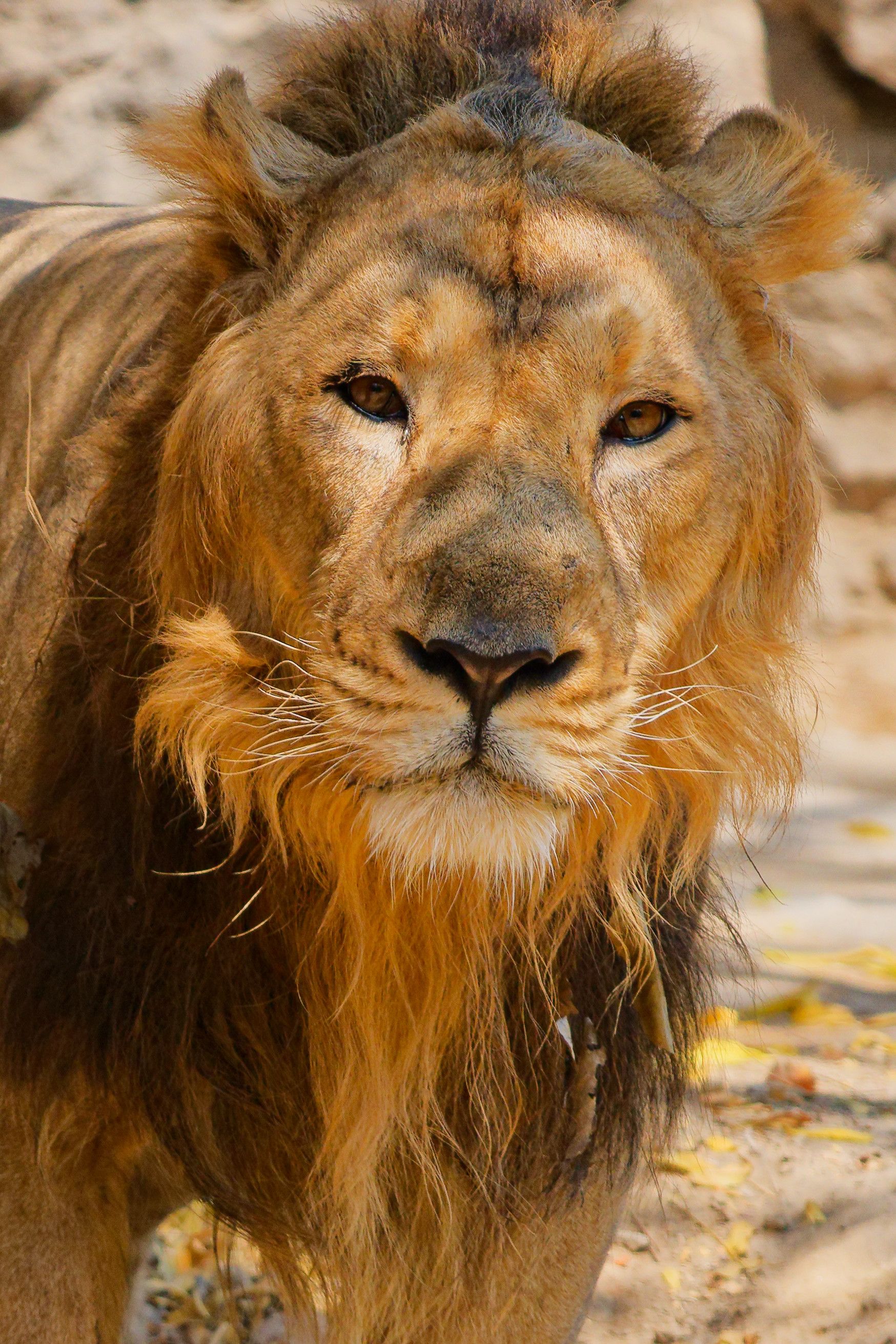 Majestuoso León Asiático En El Zoológico De Nueva Delhi · Foto de stock ...
